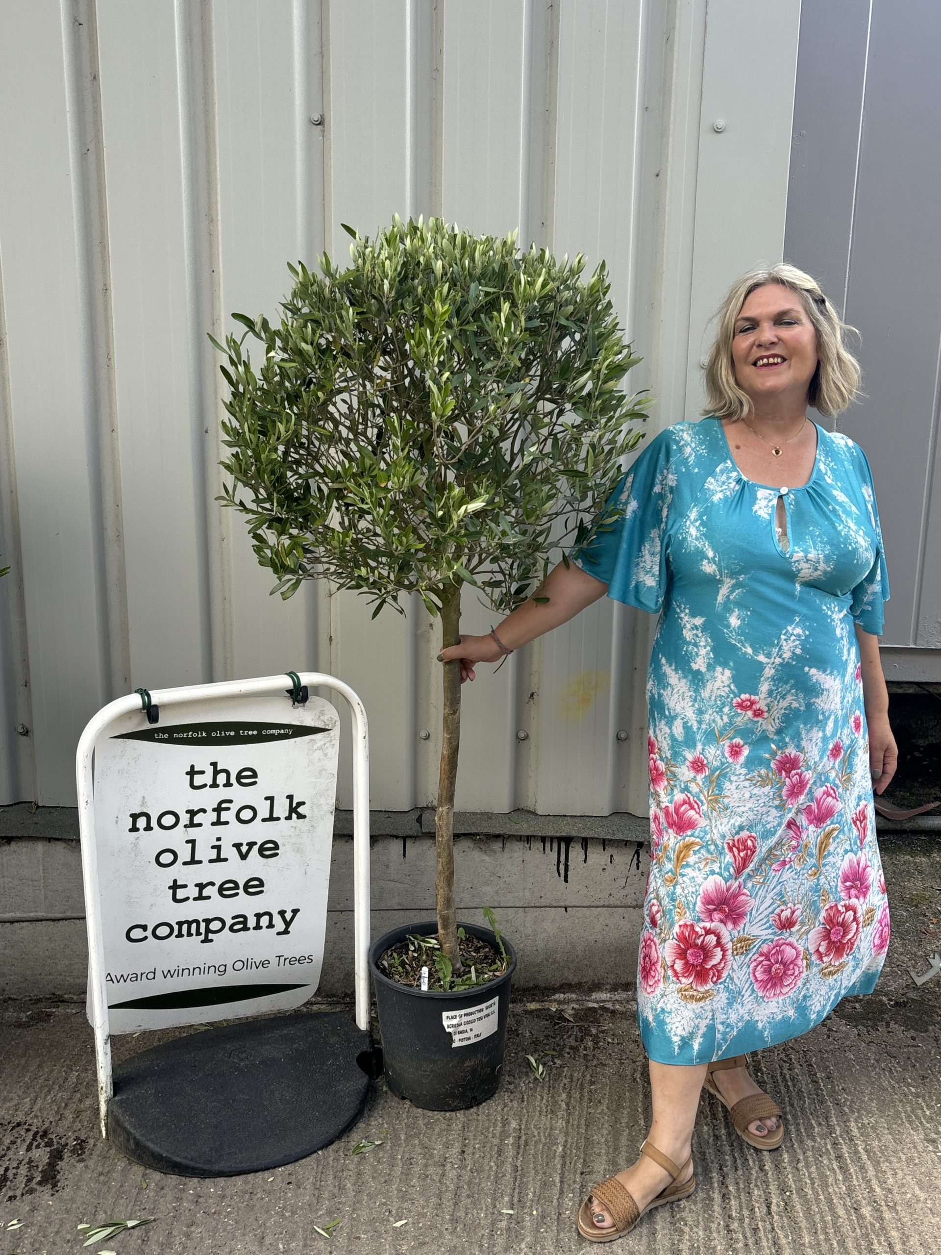 Olive Tree for Sale – Clearance Special (Delivery Included) - The ...