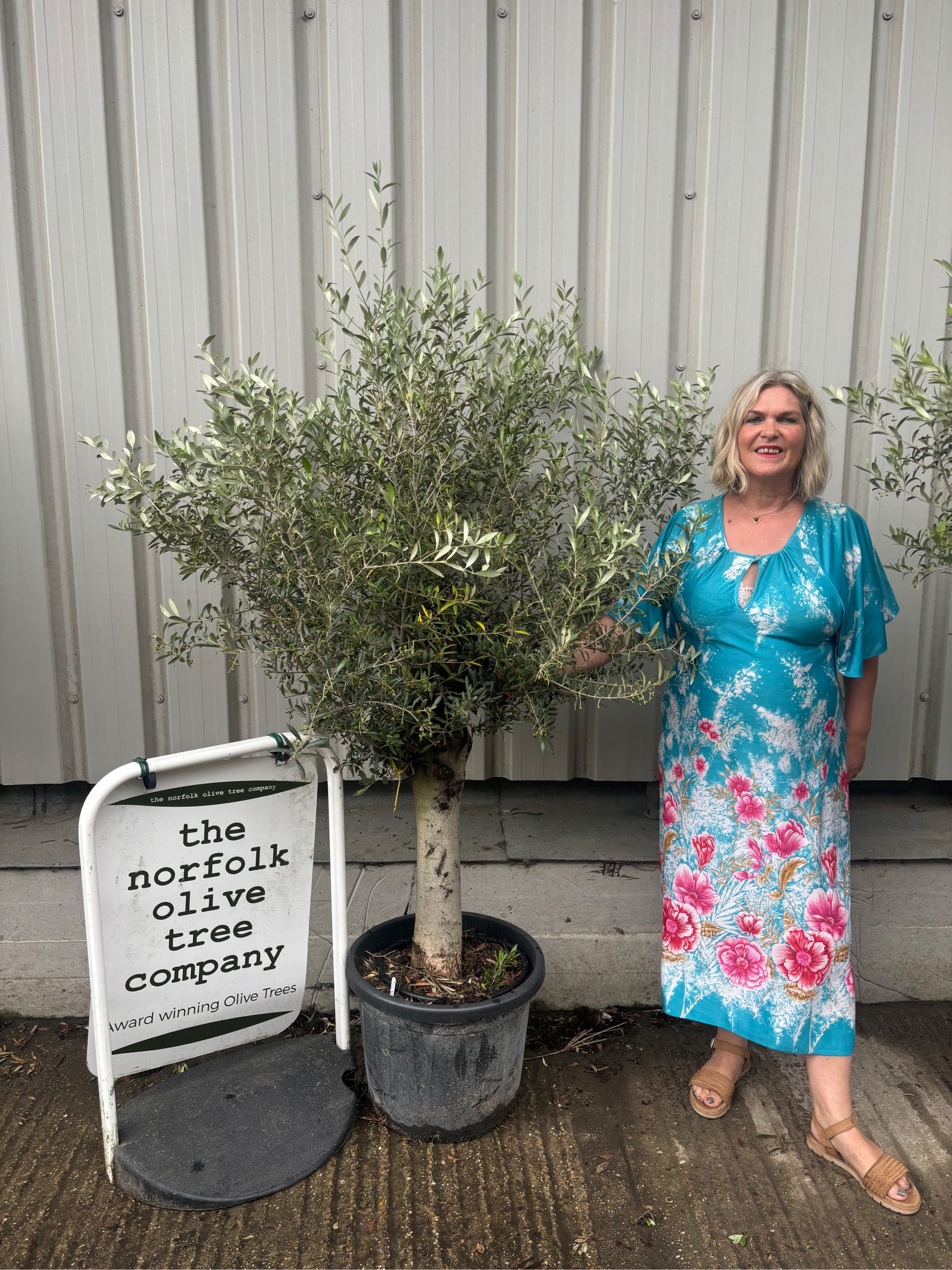 Mature Olive tree delivery included - The Norfolk Olive Tree Company