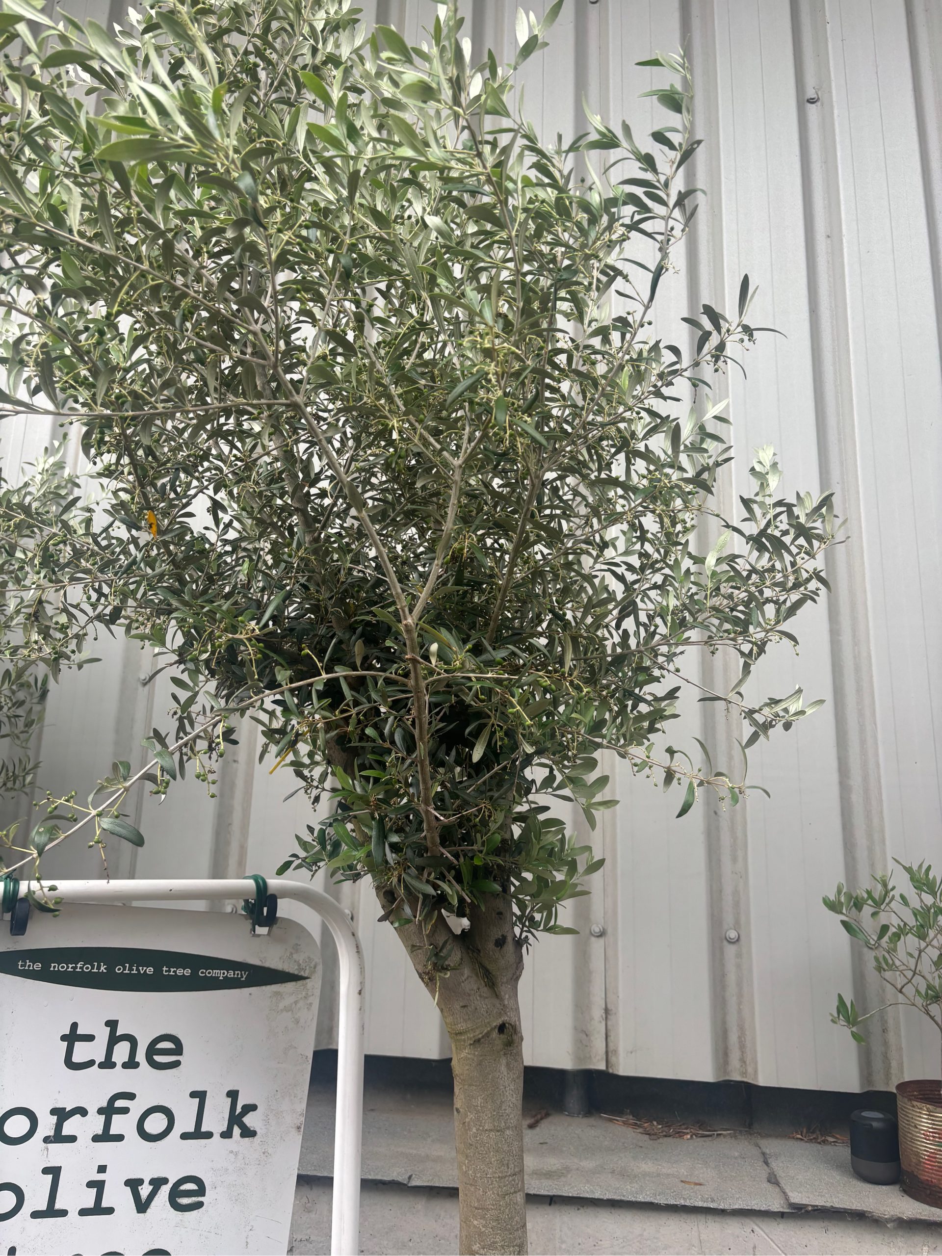 Olive Tree for Sale – Clearance Special (Delivery Included) - The ...