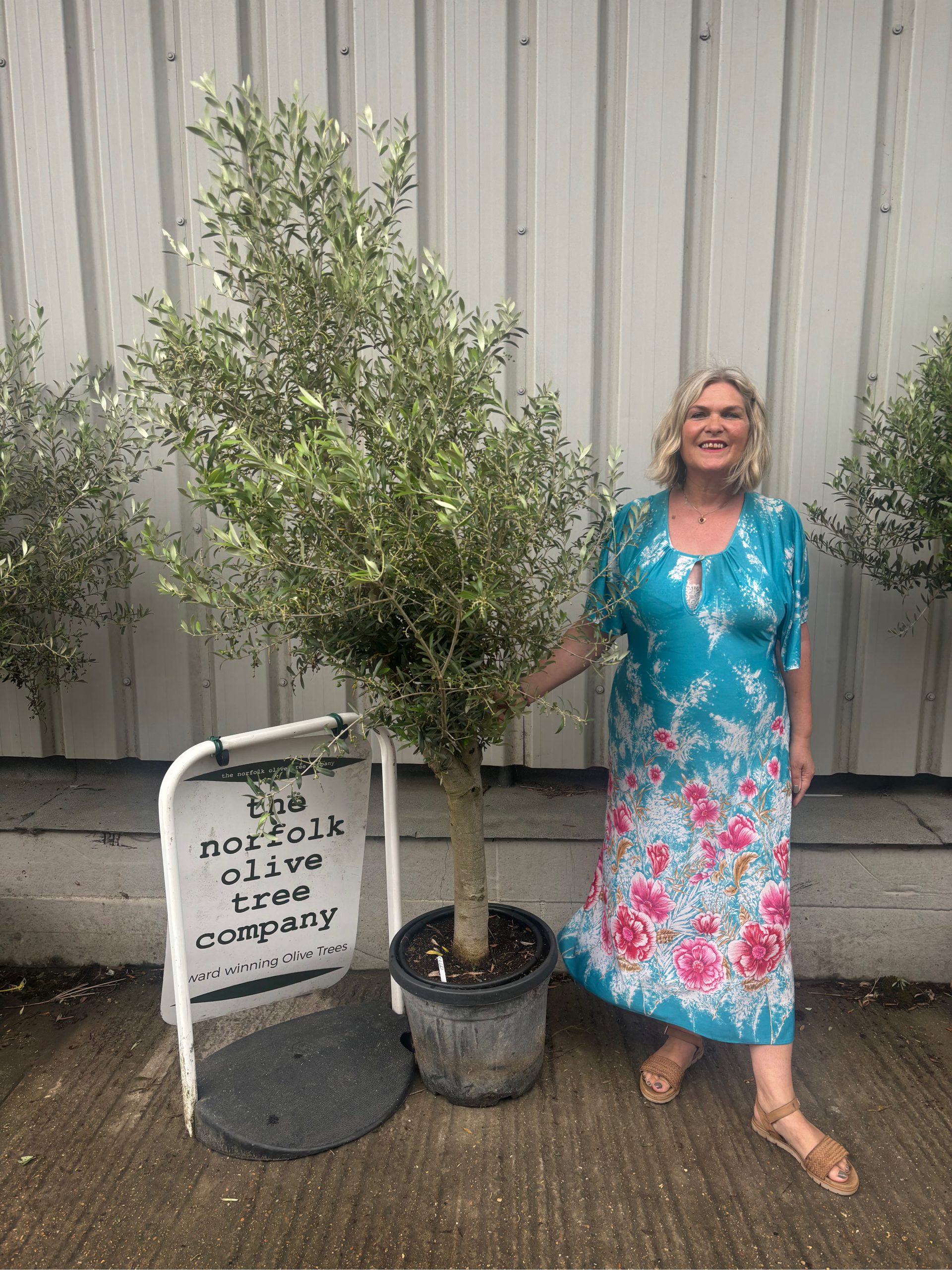 Olive Tree for Sale – Clearance Special (Delivery Included) - The ...