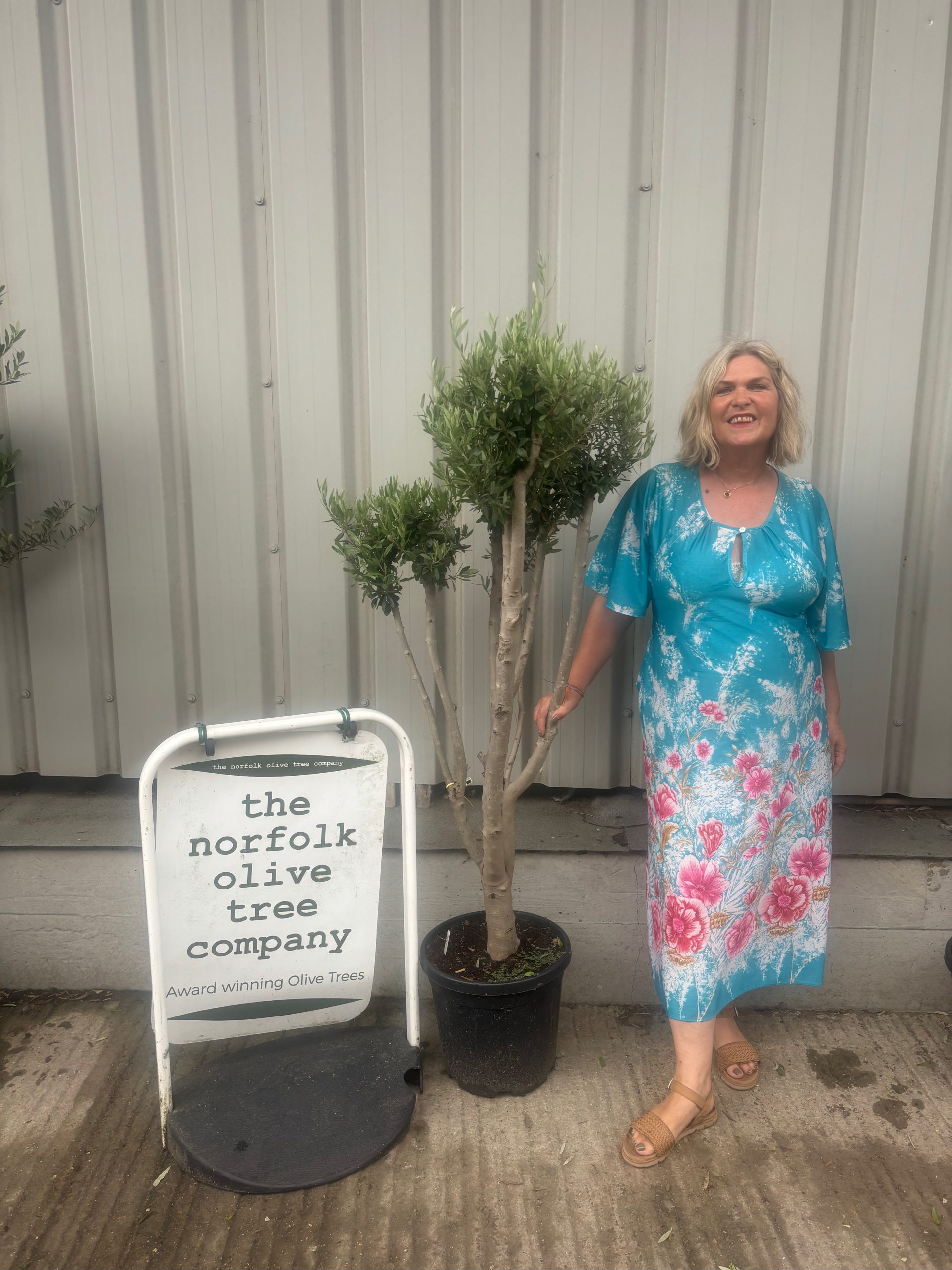 Charming Olive tree. Delivery included. - The Norfolk Olive Tree Company