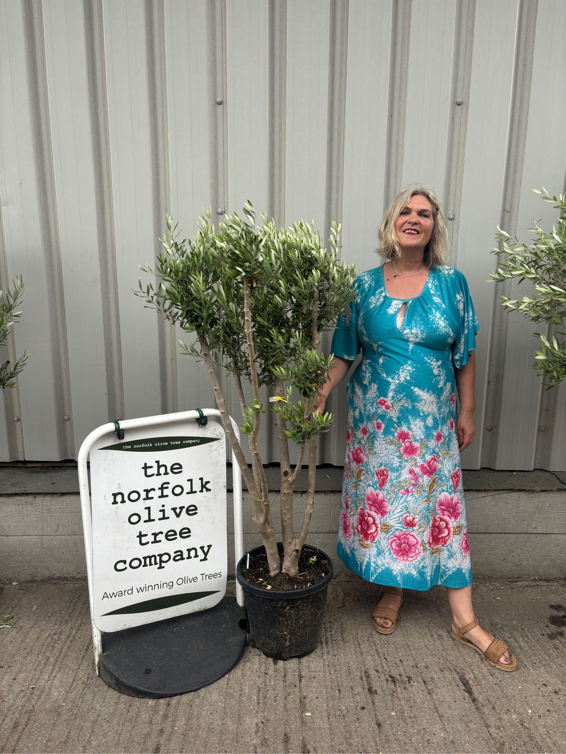 Multi-stem Olive tree. Delivery included. - The Norfolk Olive Tree Company