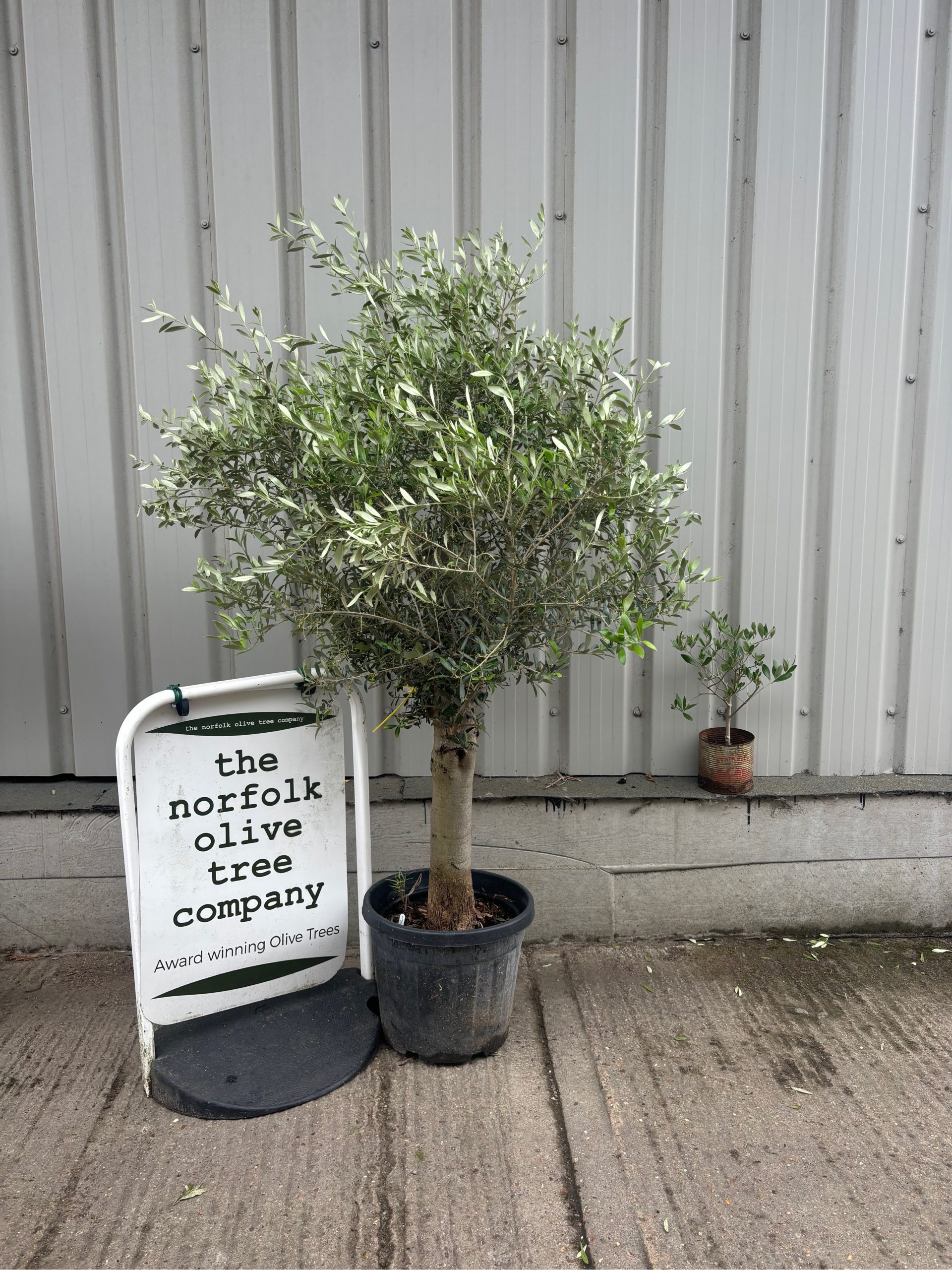 Mature Olive tree delivery included - The Norfolk Olive Tree Company