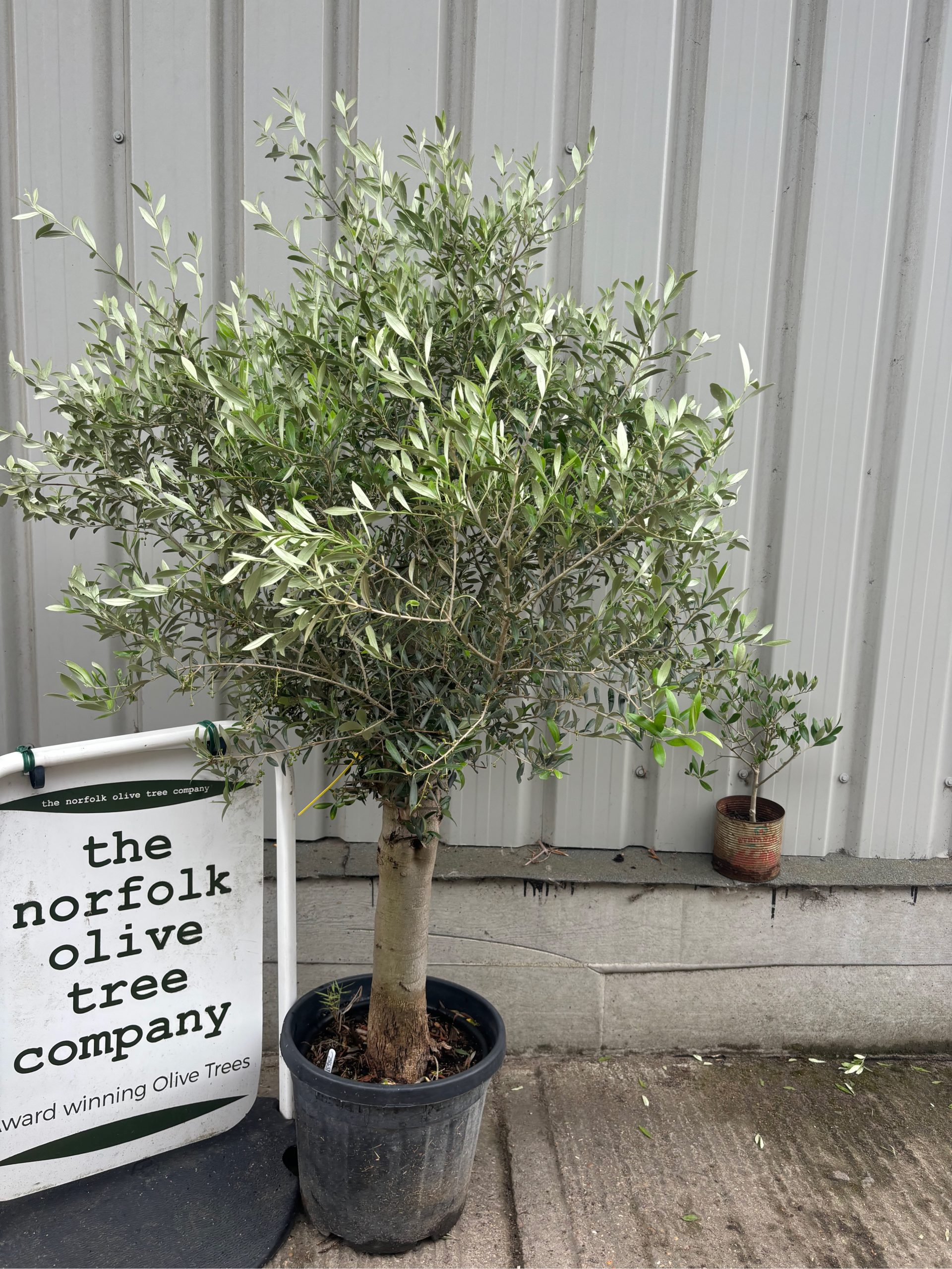 Mature Olive tree delivery included - The Norfolk Olive Tree Company
