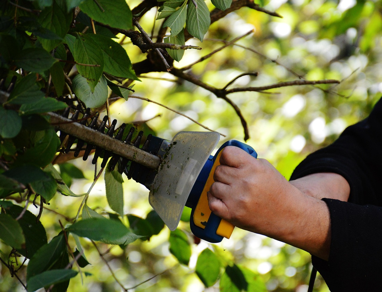 Avoiding Nesting Birds: UK Hedge Trimming Best Times - The Norfolk ...