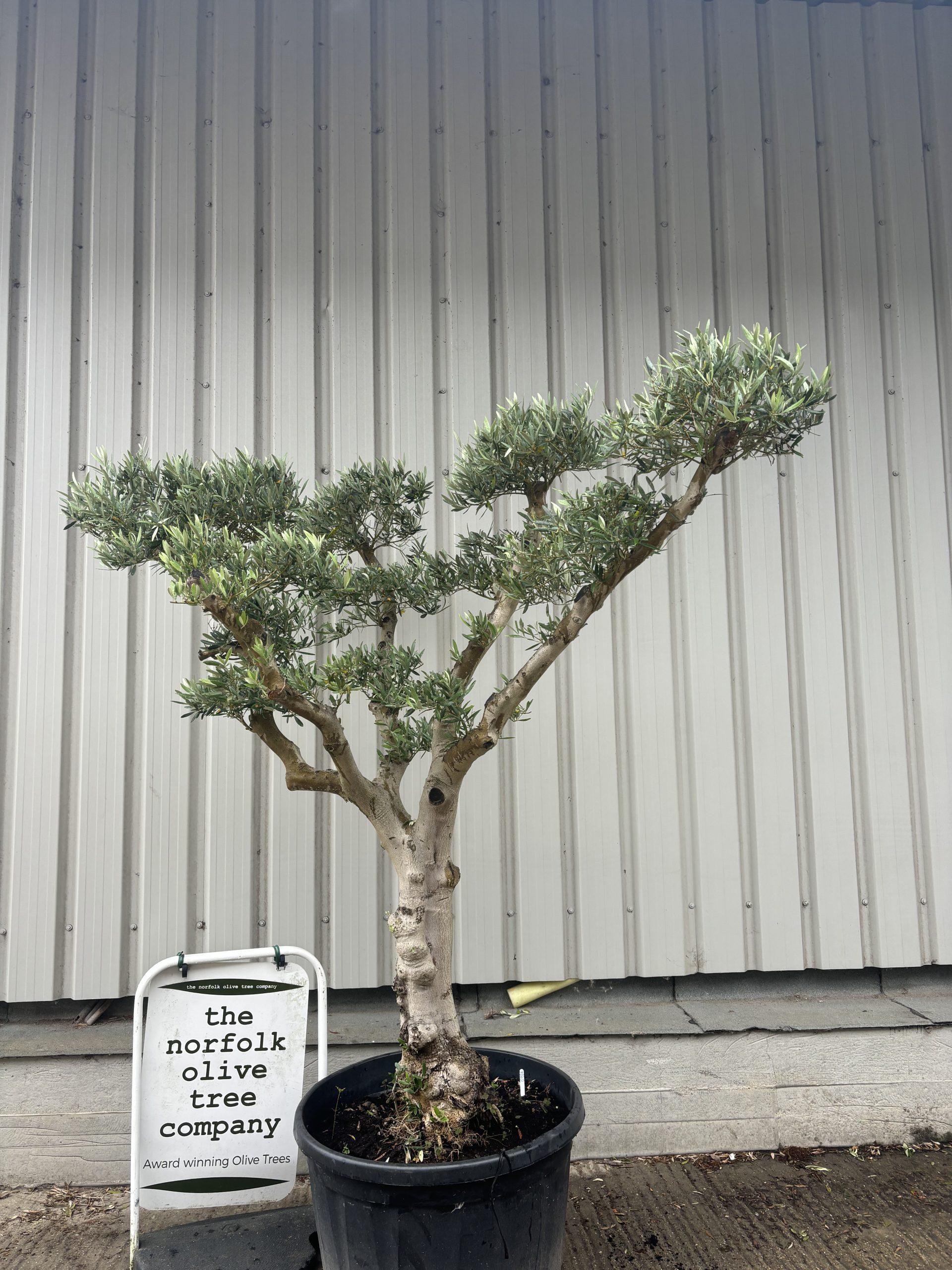 Smooth stem cloud pruned olive tree for sale.