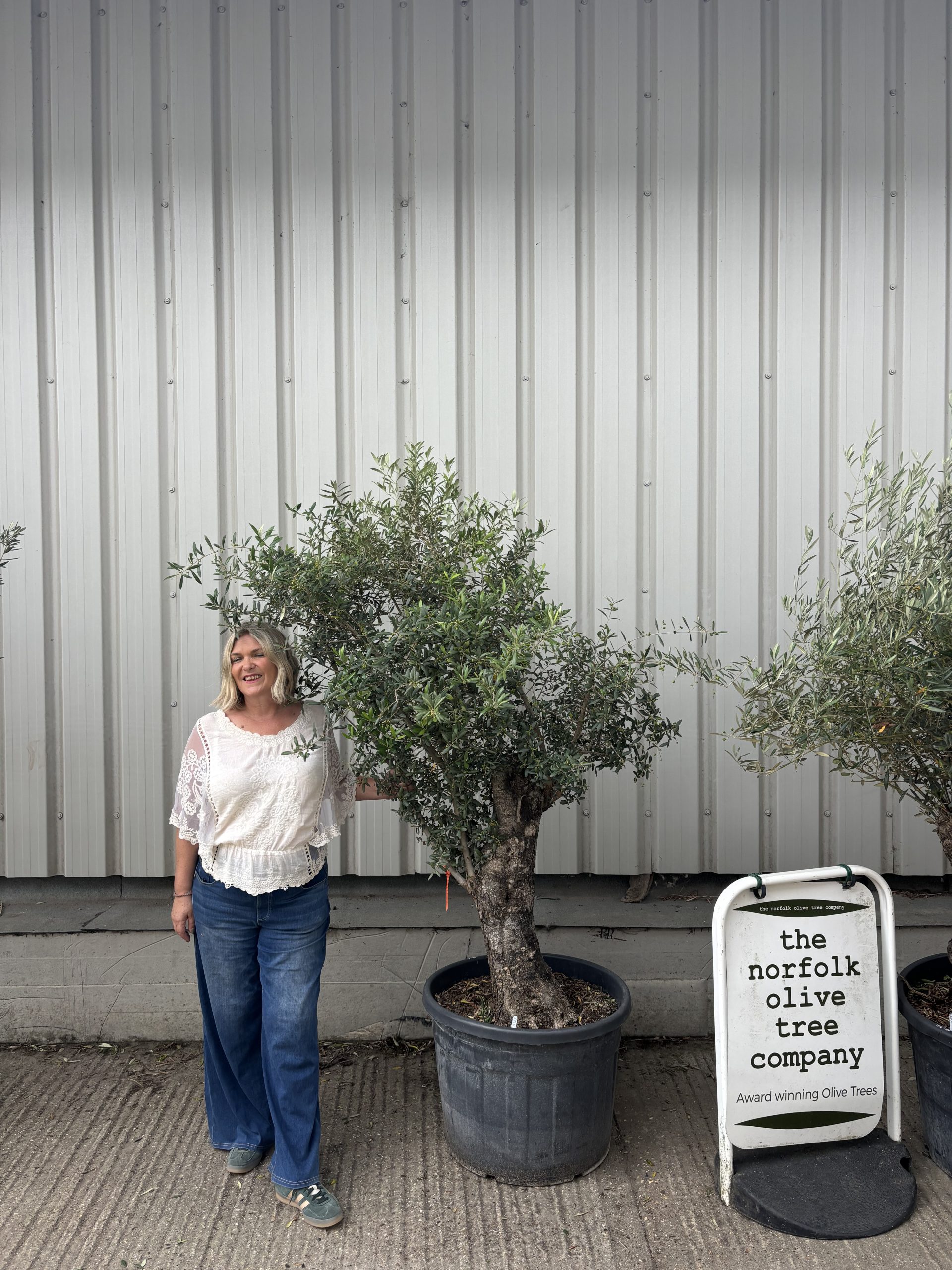 Gnarled Olive Tree – Sculptural Beauty with Mediterranean Soul - The ...
