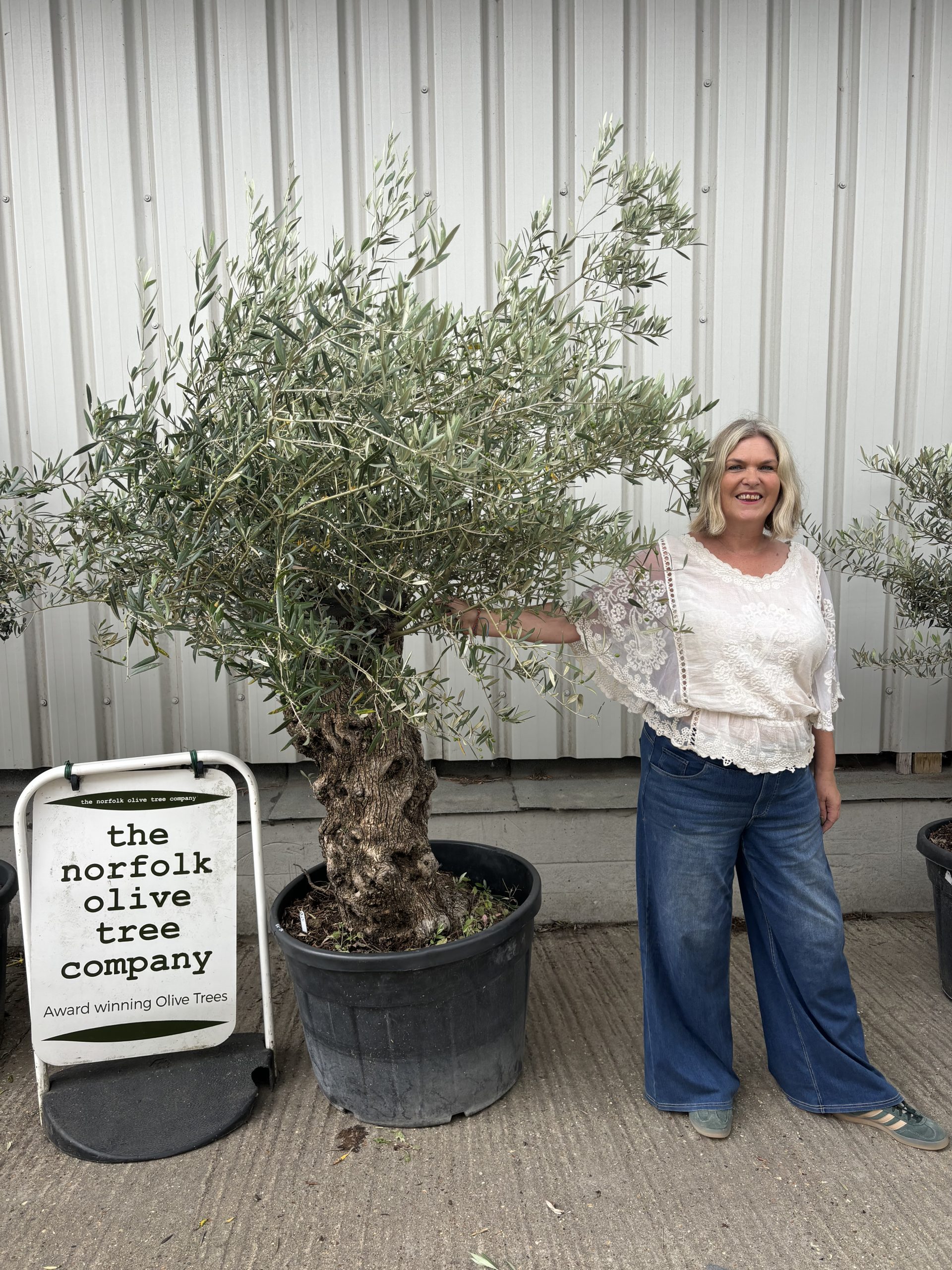 Charming gnarled Olive tree - The Norfolk Olive Tree Company