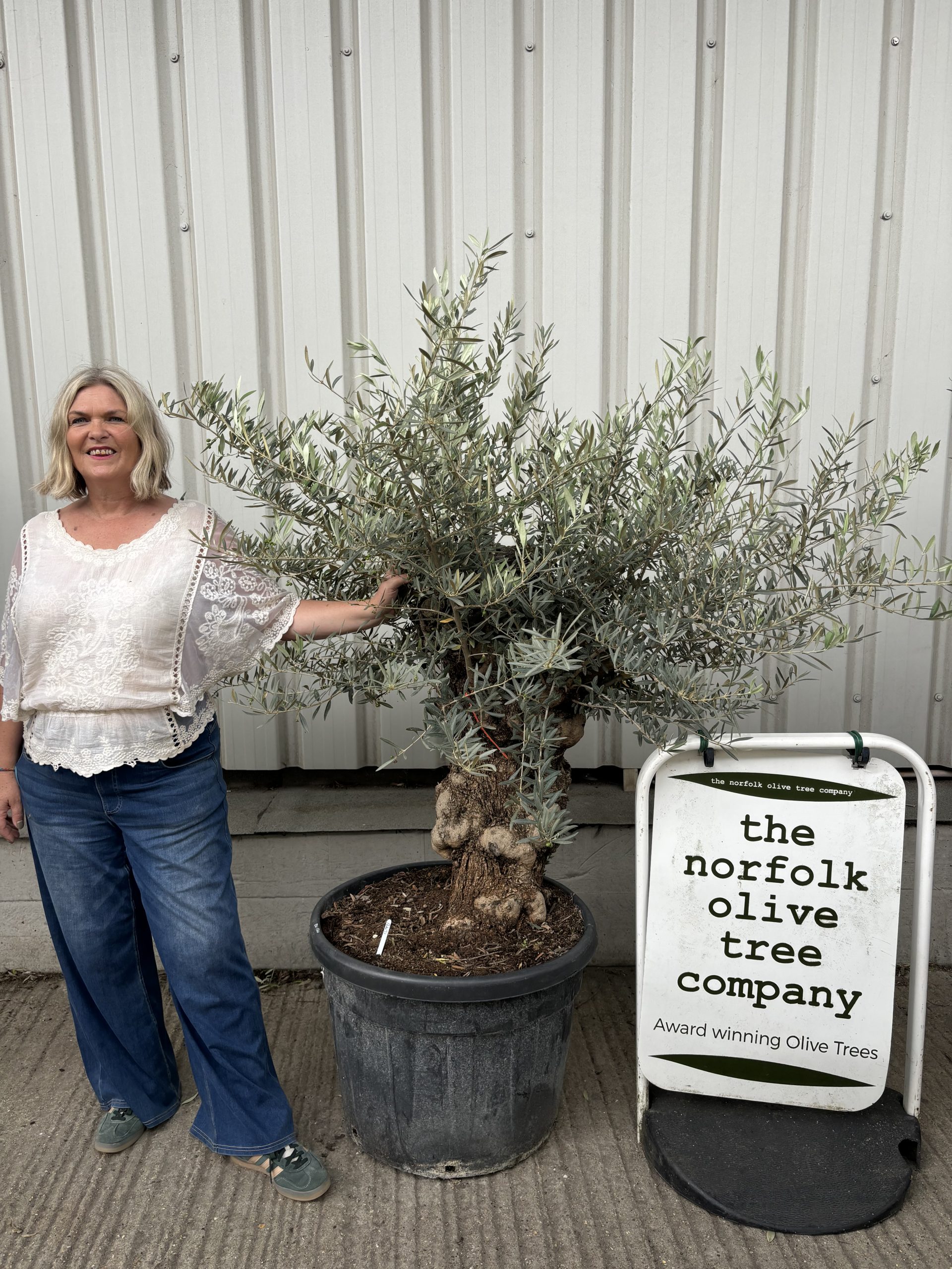 Charming gnarled Olive tree - The Norfolk Olive Tree Company