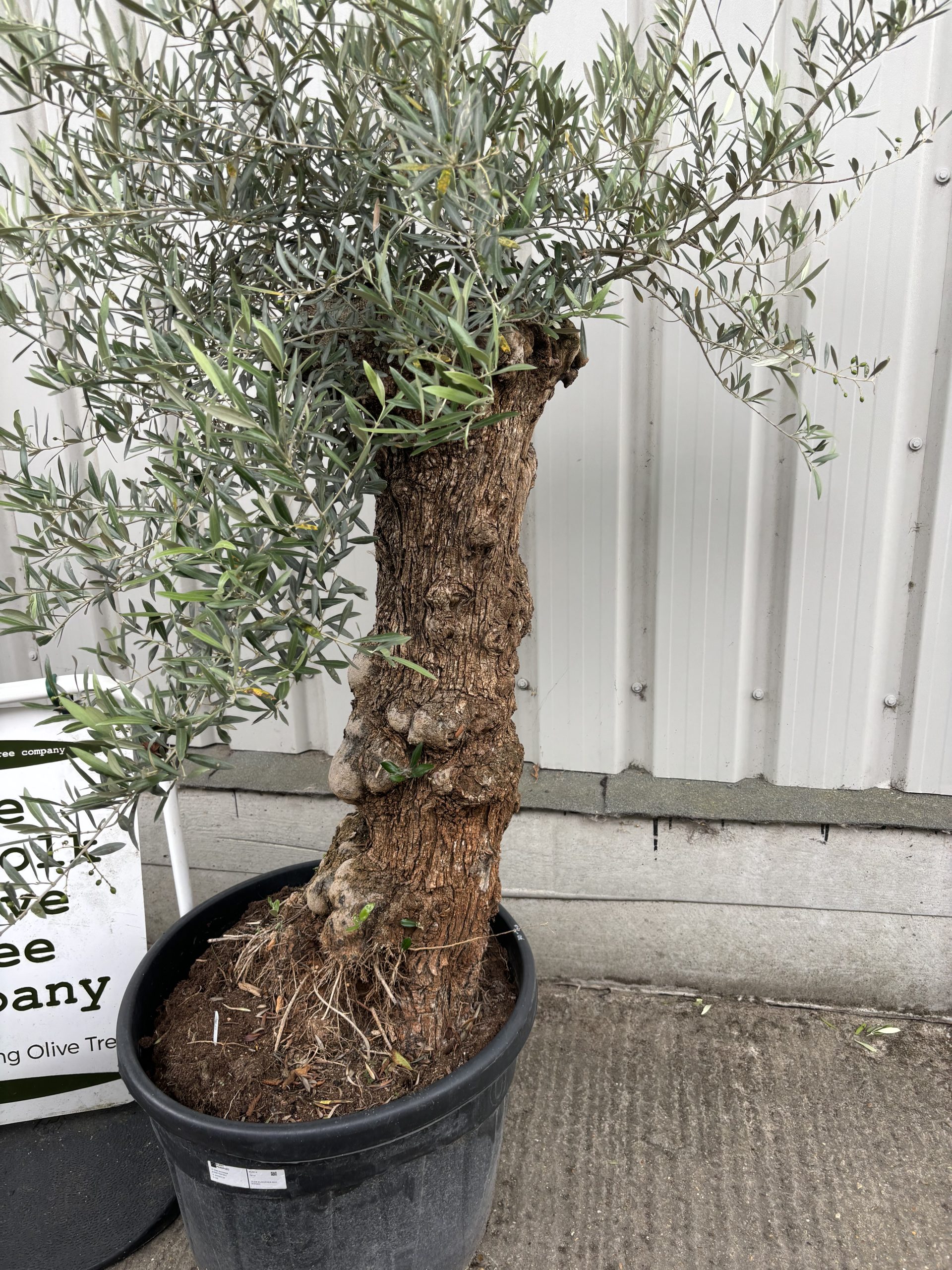 Gnarled patio Olive tree - The Norfolk Olive Tree Company