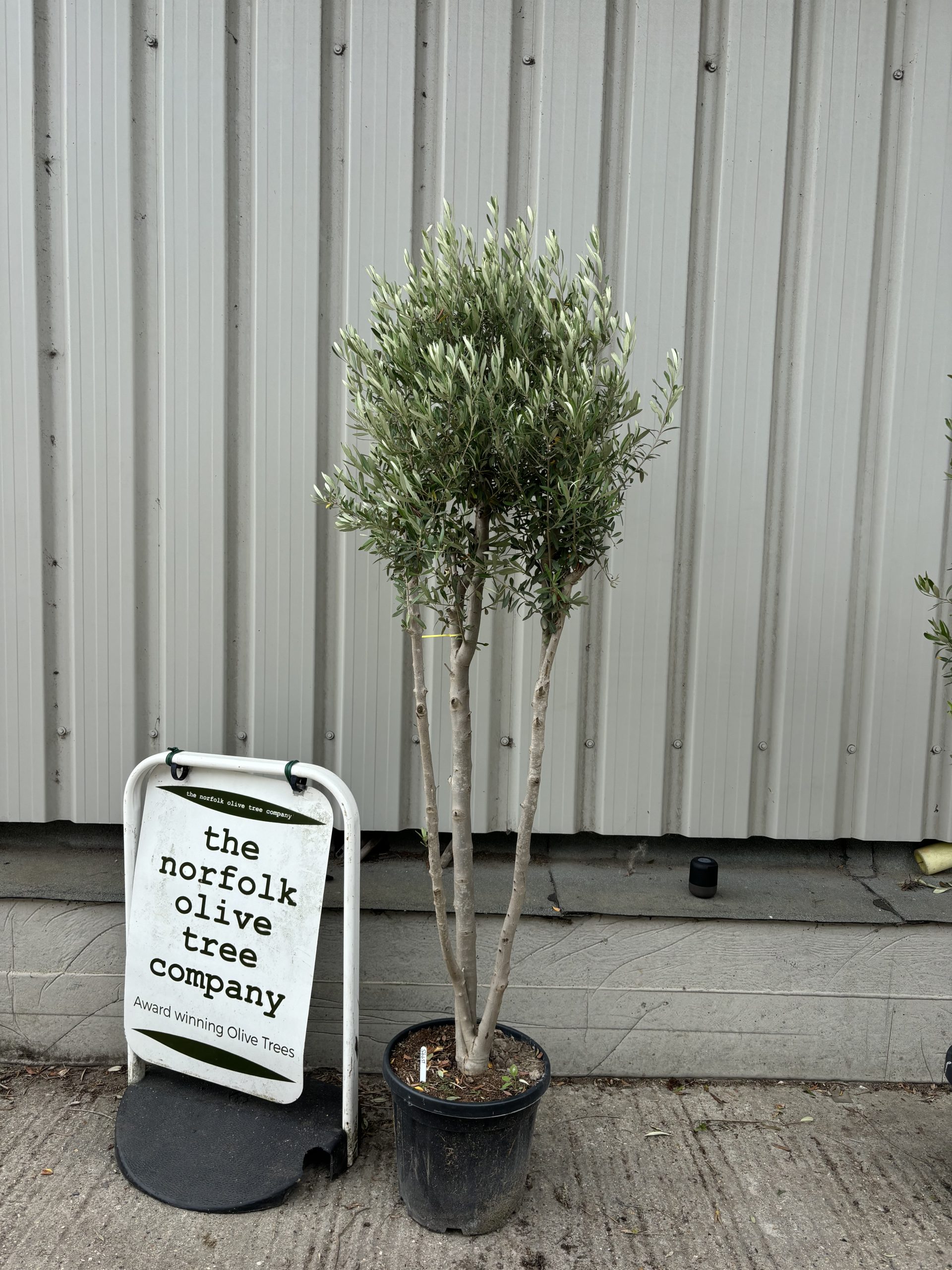 Architectural Olive tree. Delivery included. - The Norfolk Olive Tree ...