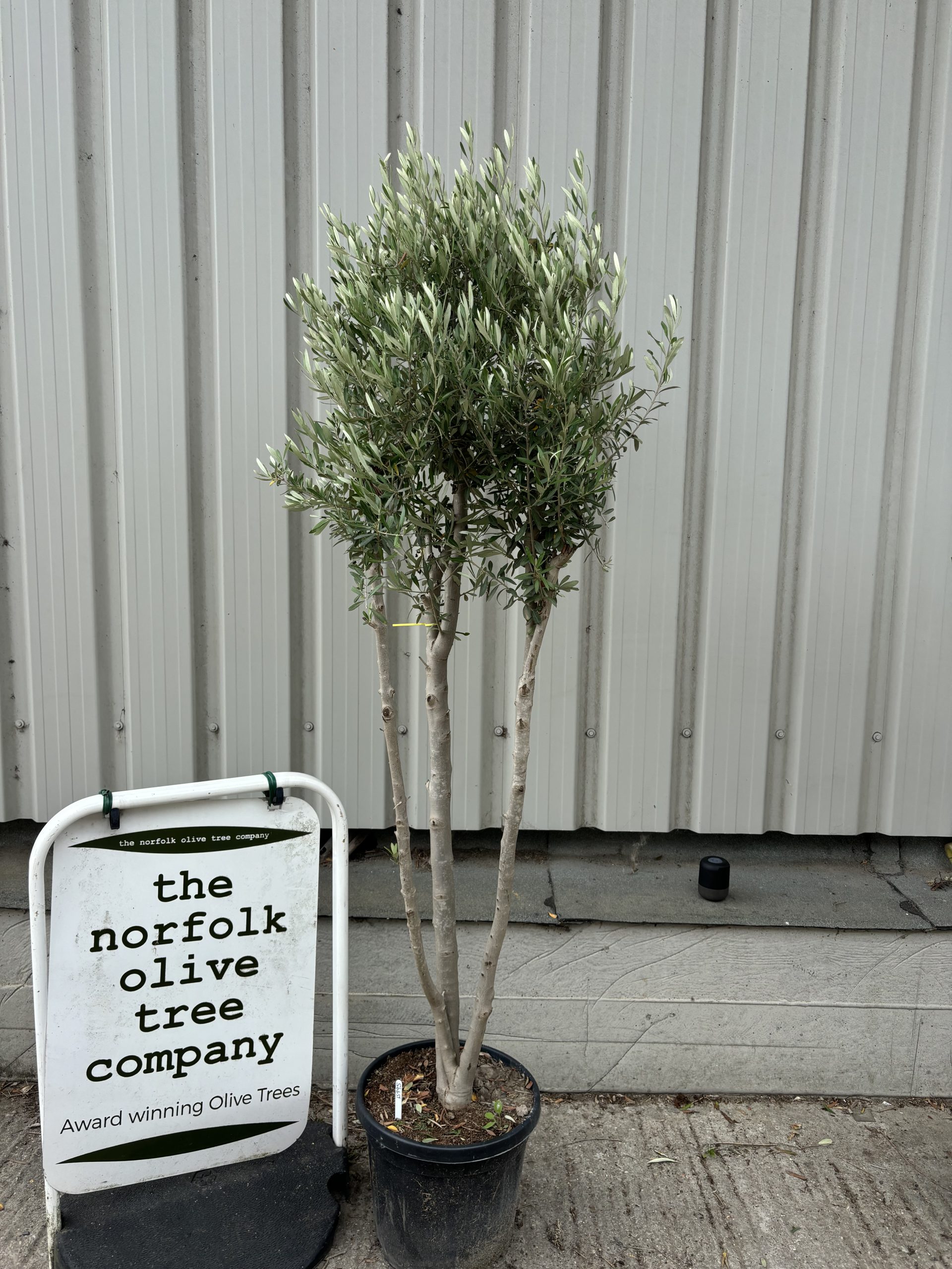 Architectural Olive tree. Delivery included. - The Norfolk Olive Tree ...