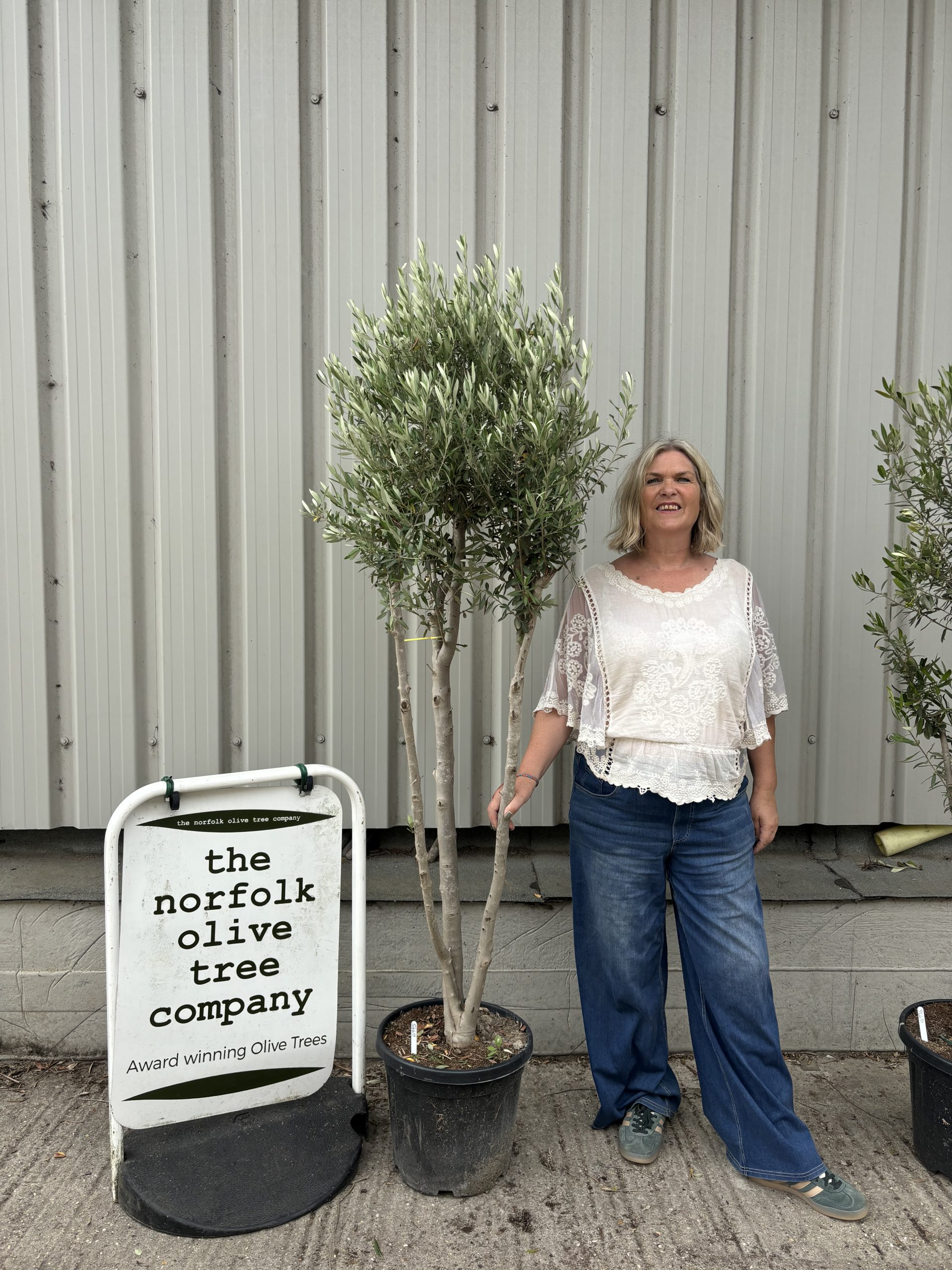 Architectural Olive tree. Delivery included. - The Norfolk Olive Tree ...