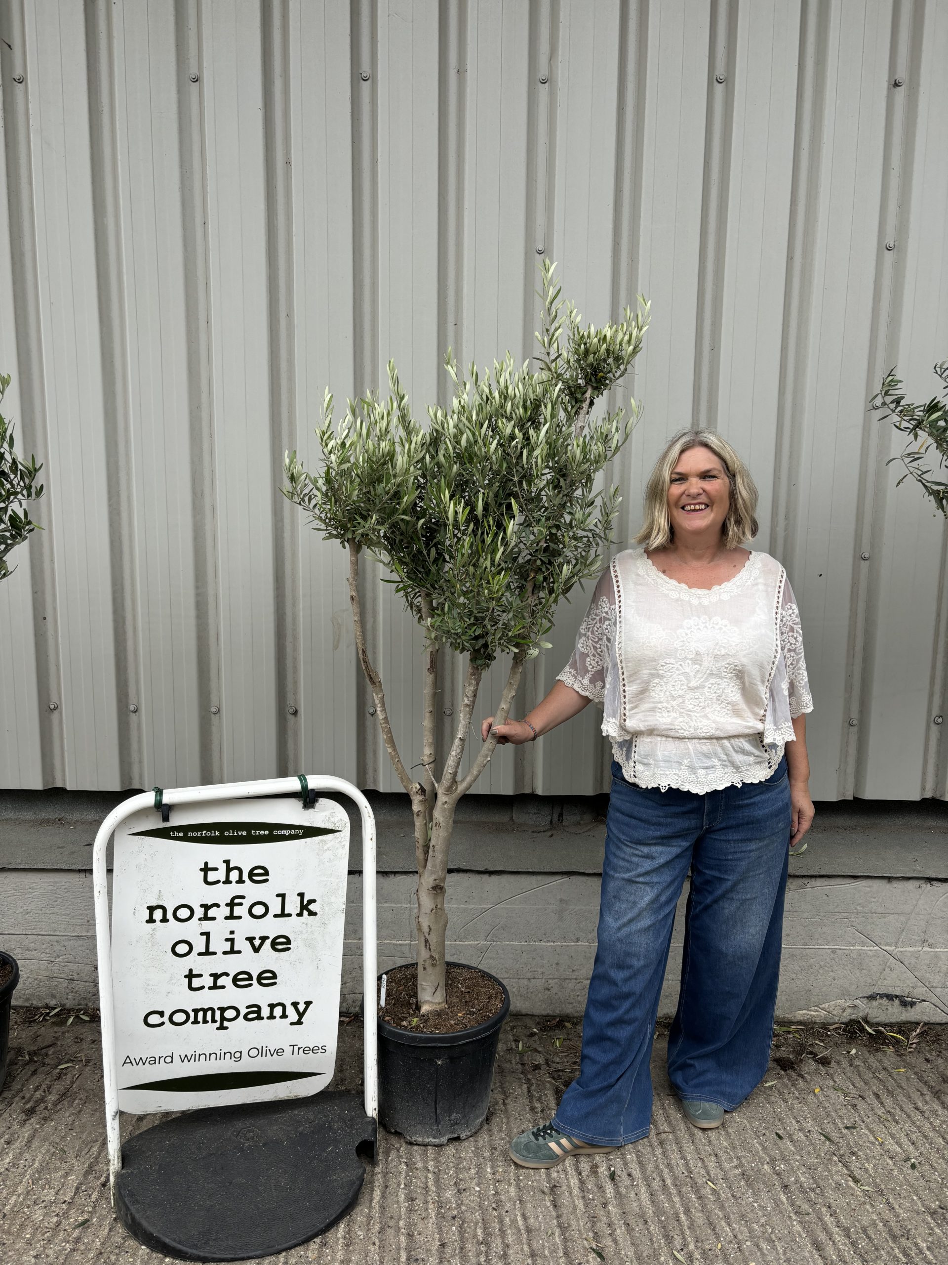London Olive tree delivery included - The Norfolk Olive Tree Company