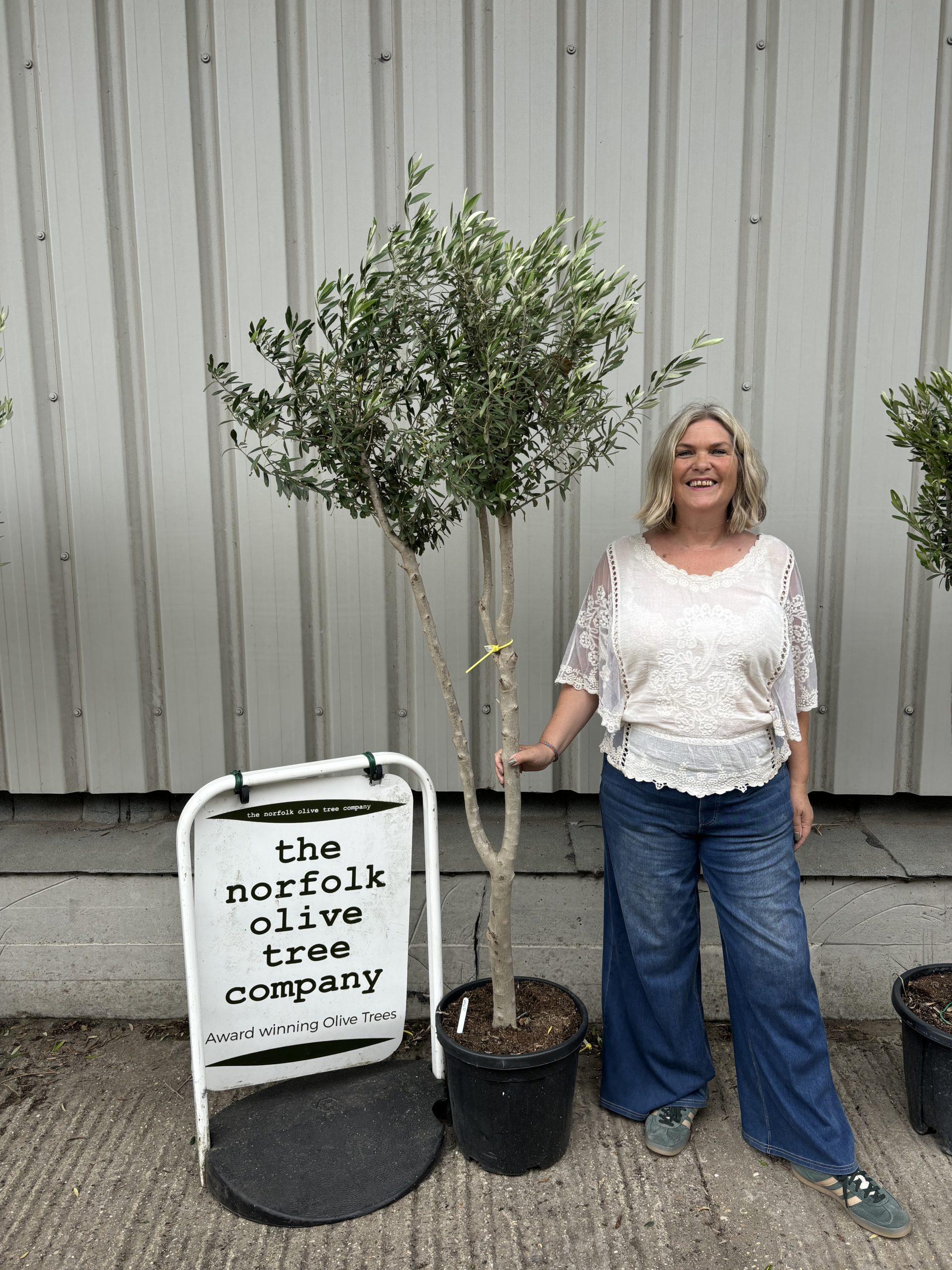 London Olive tree delivery included - The Norfolk Olive Tree Company