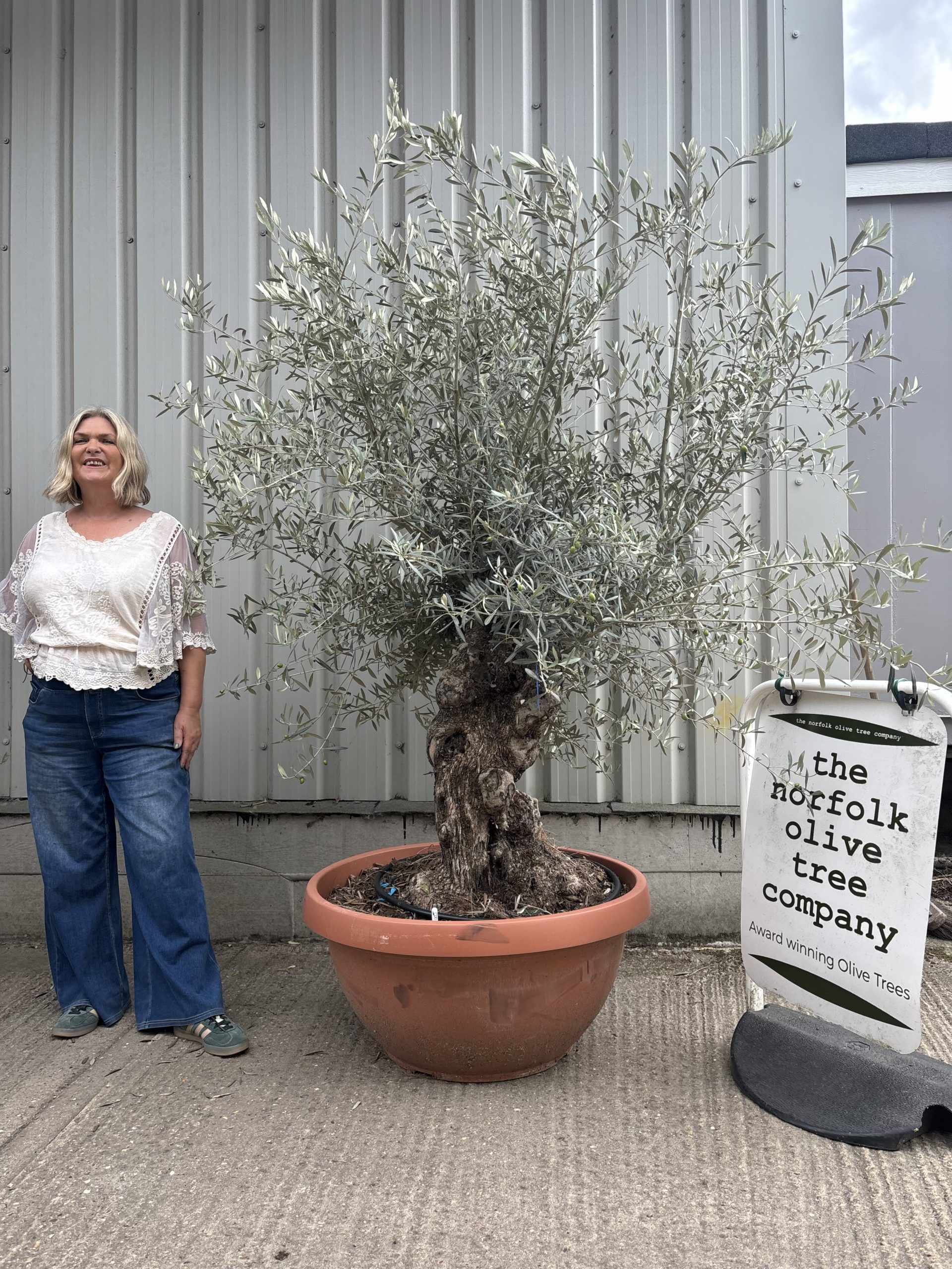 Gnarled Olive tree bonsai bowl - The Norfolk Olive Tree Company