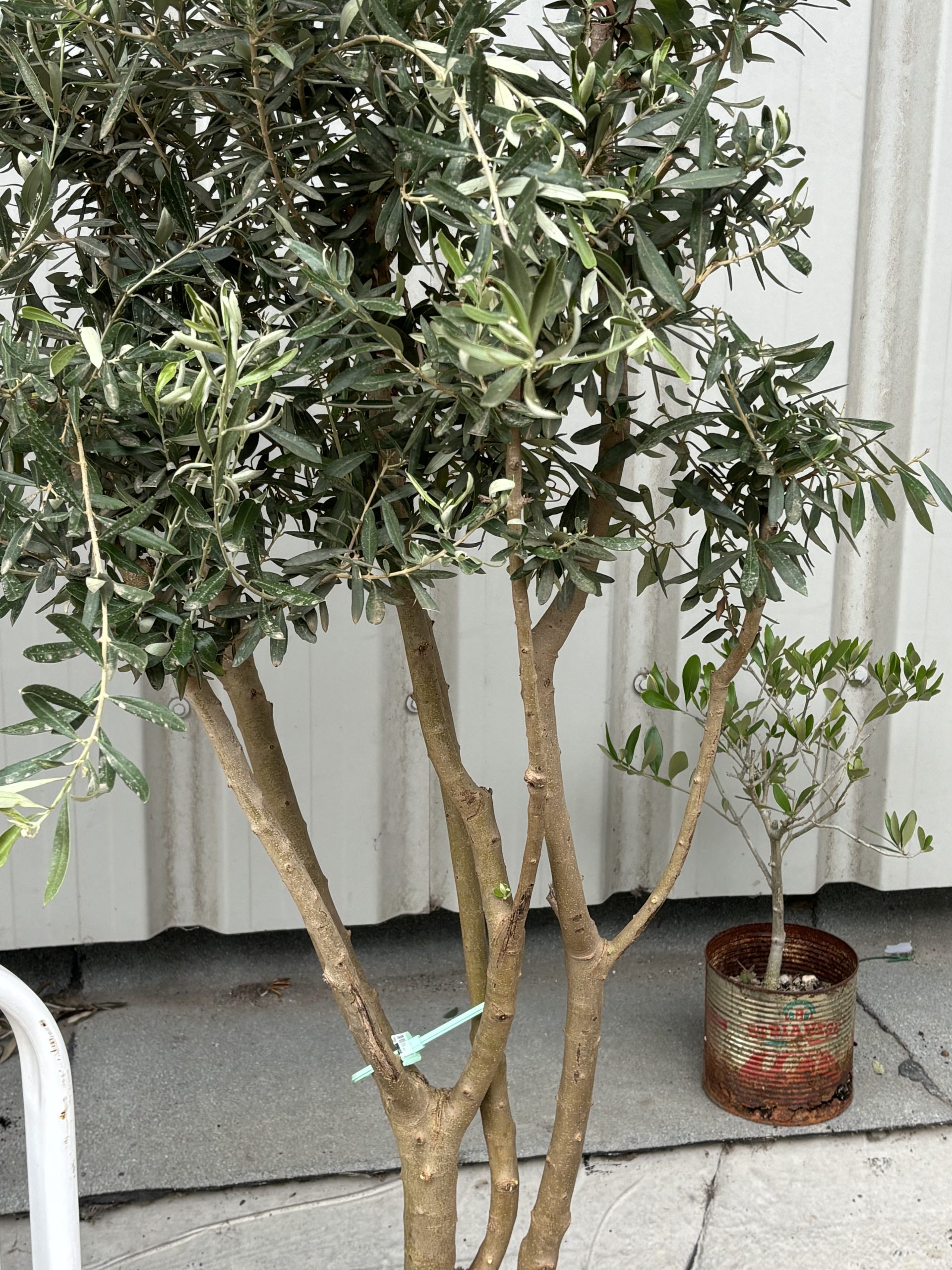 Architectural Olive tree. Delivery included. - The Norfolk Olive Tree ...