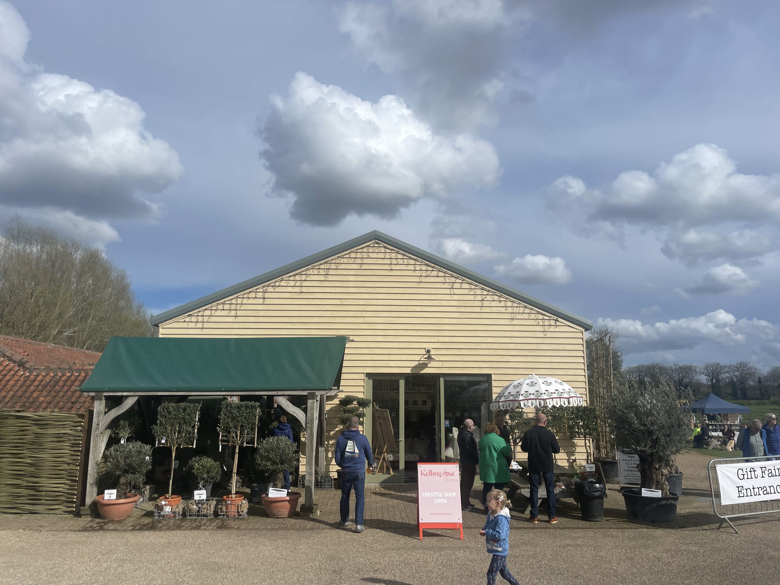 Our Olive Trees at Creake Abbey with Kelling Home - The Norfolk Olive ...