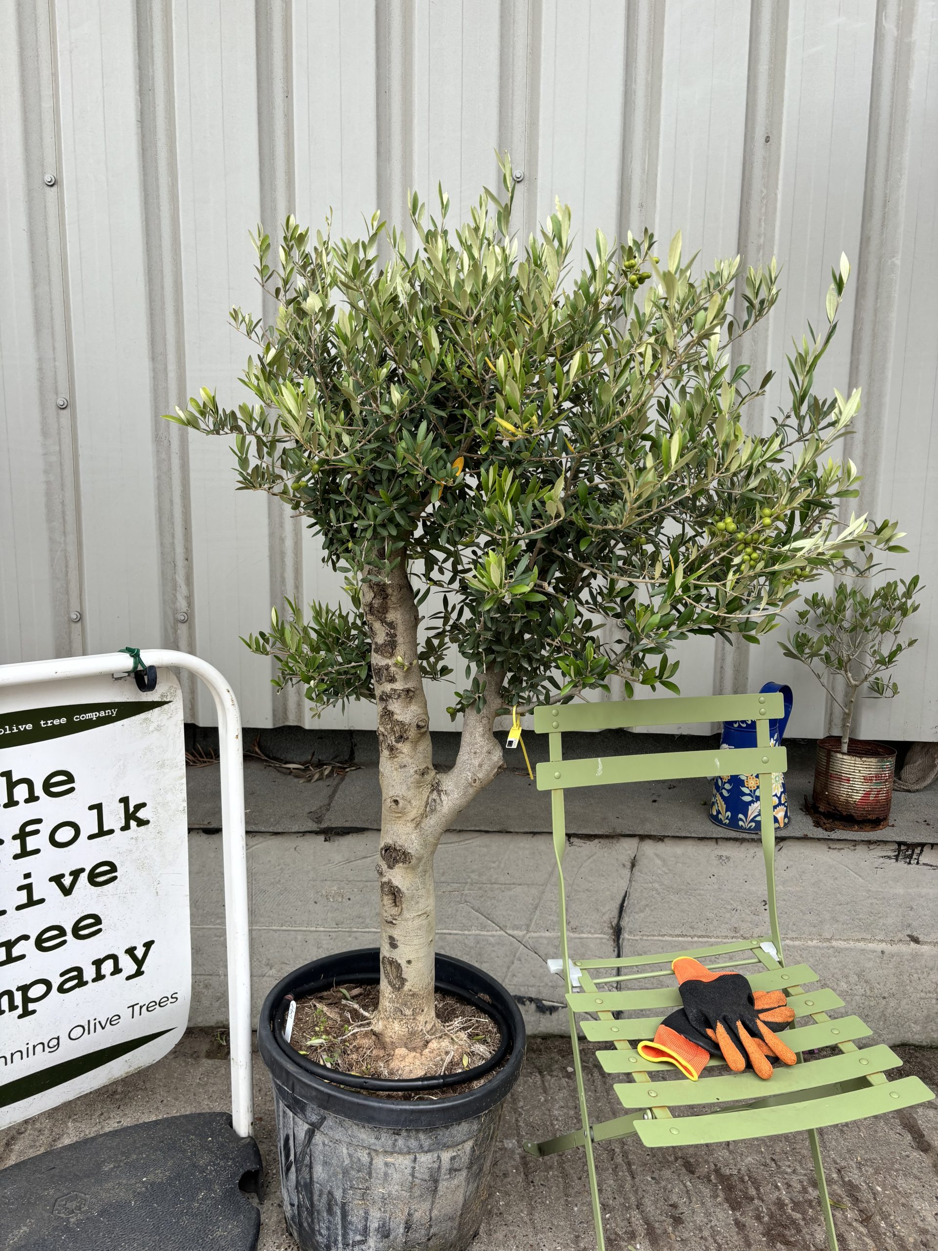 Vase shaped Olive tree delivery included - The Norfolk Olive Tree Company