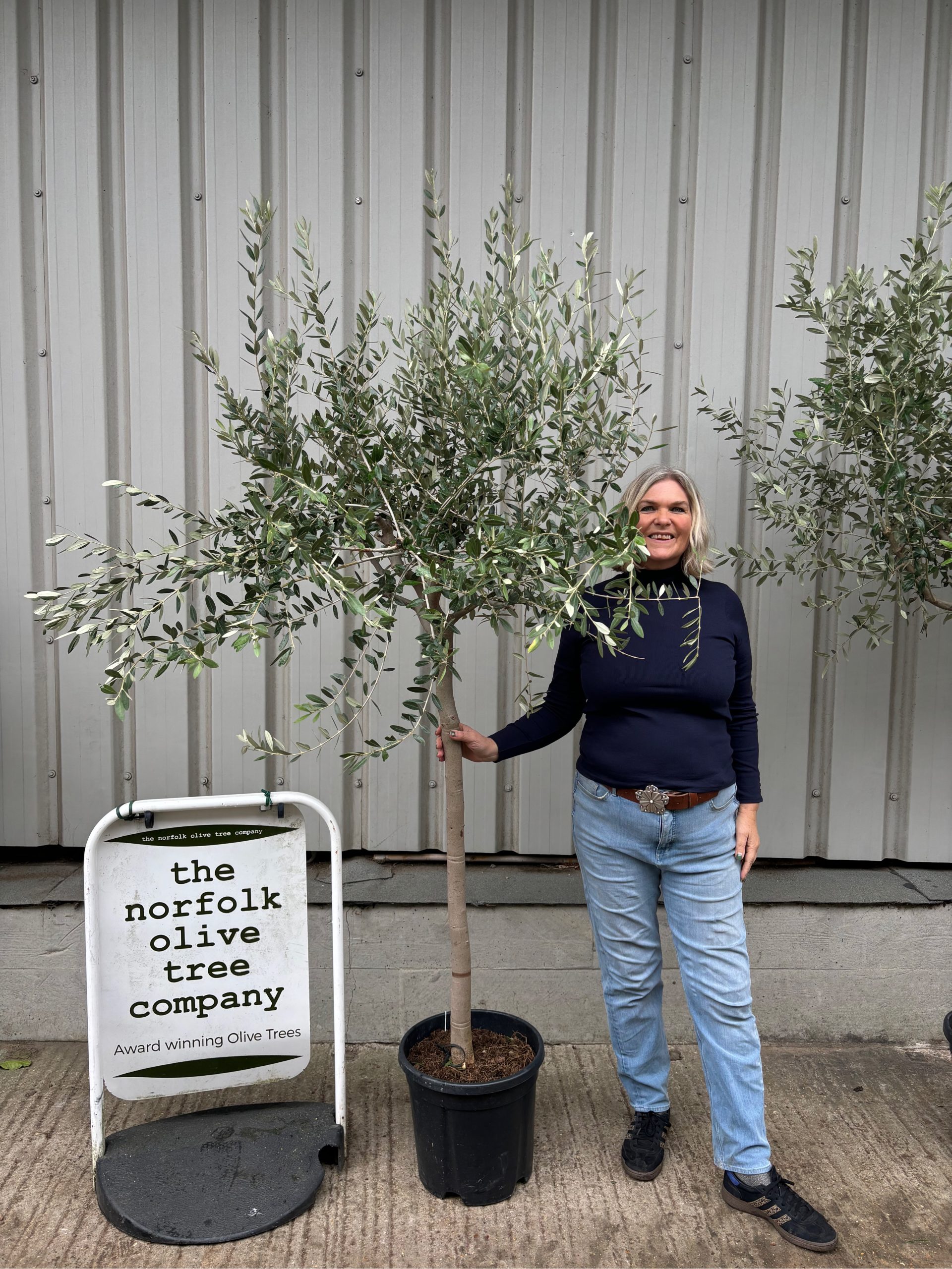 Formatively Pruned Tuscan Olive Tree with Wispy Open Crown - The ...