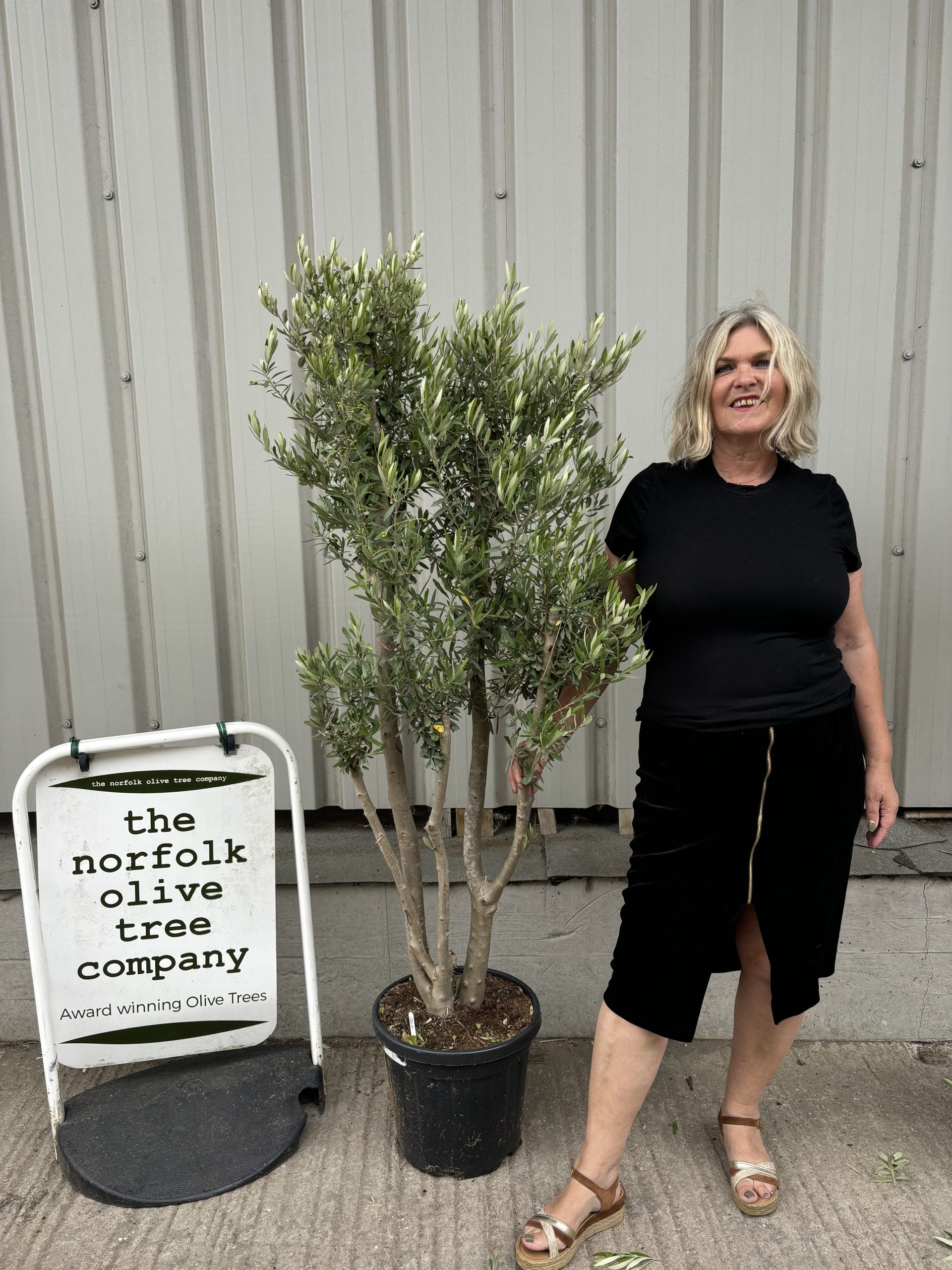 London Olive tree delivery included - The Norfolk Olive Tree Company