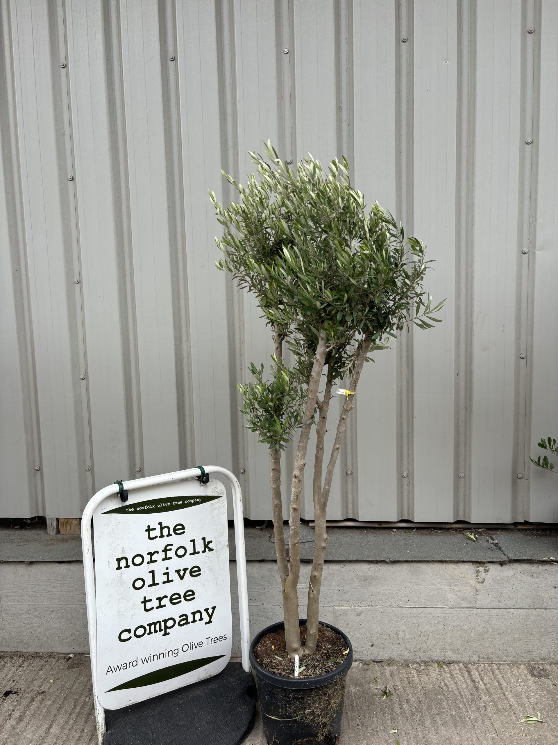 Multi-stem Olive tree. Delivery included. - The Norfolk Olive Tree Company