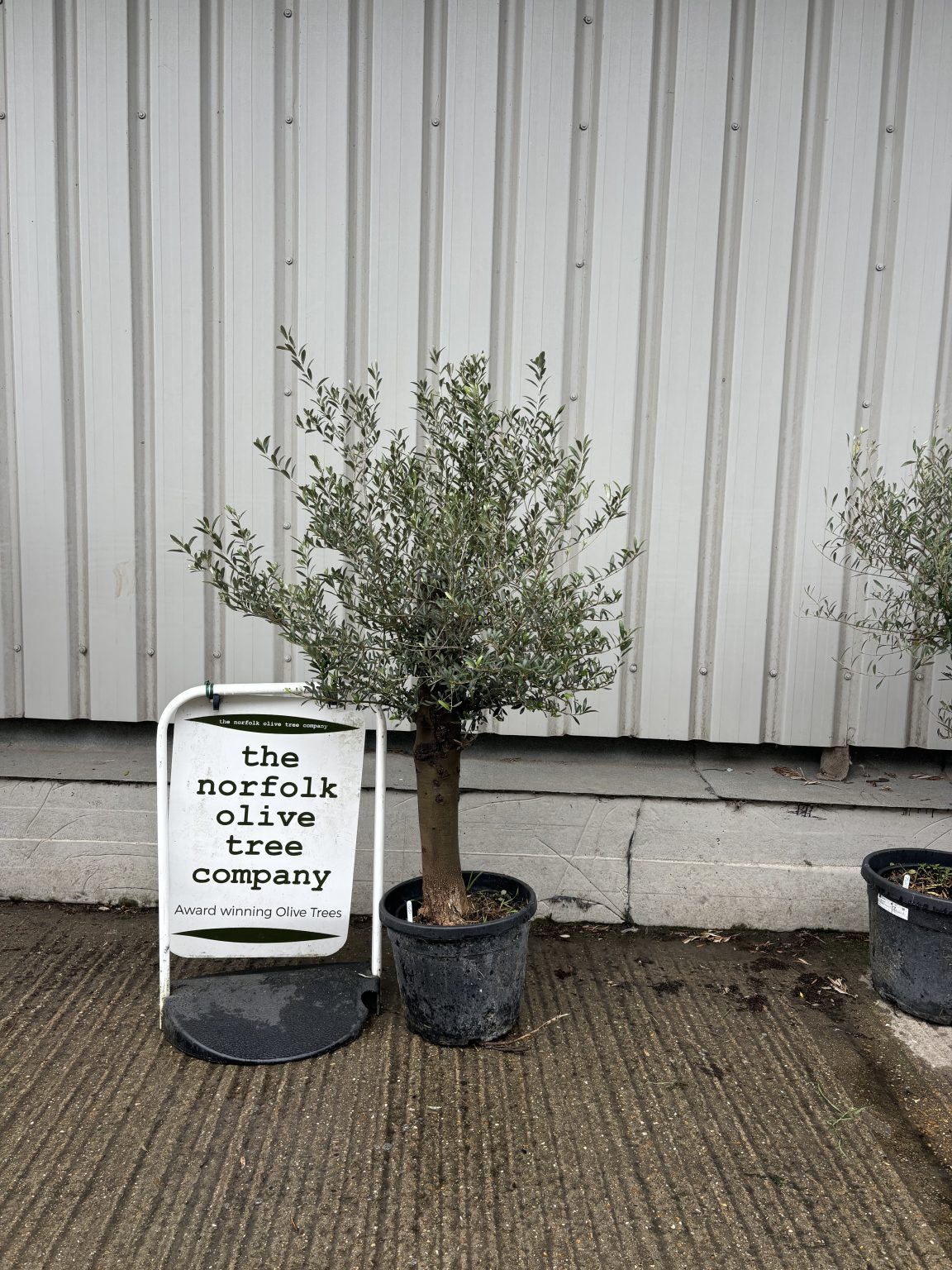 Olive Tree for Sale – Clearance Special (Delivery Included) - The ...