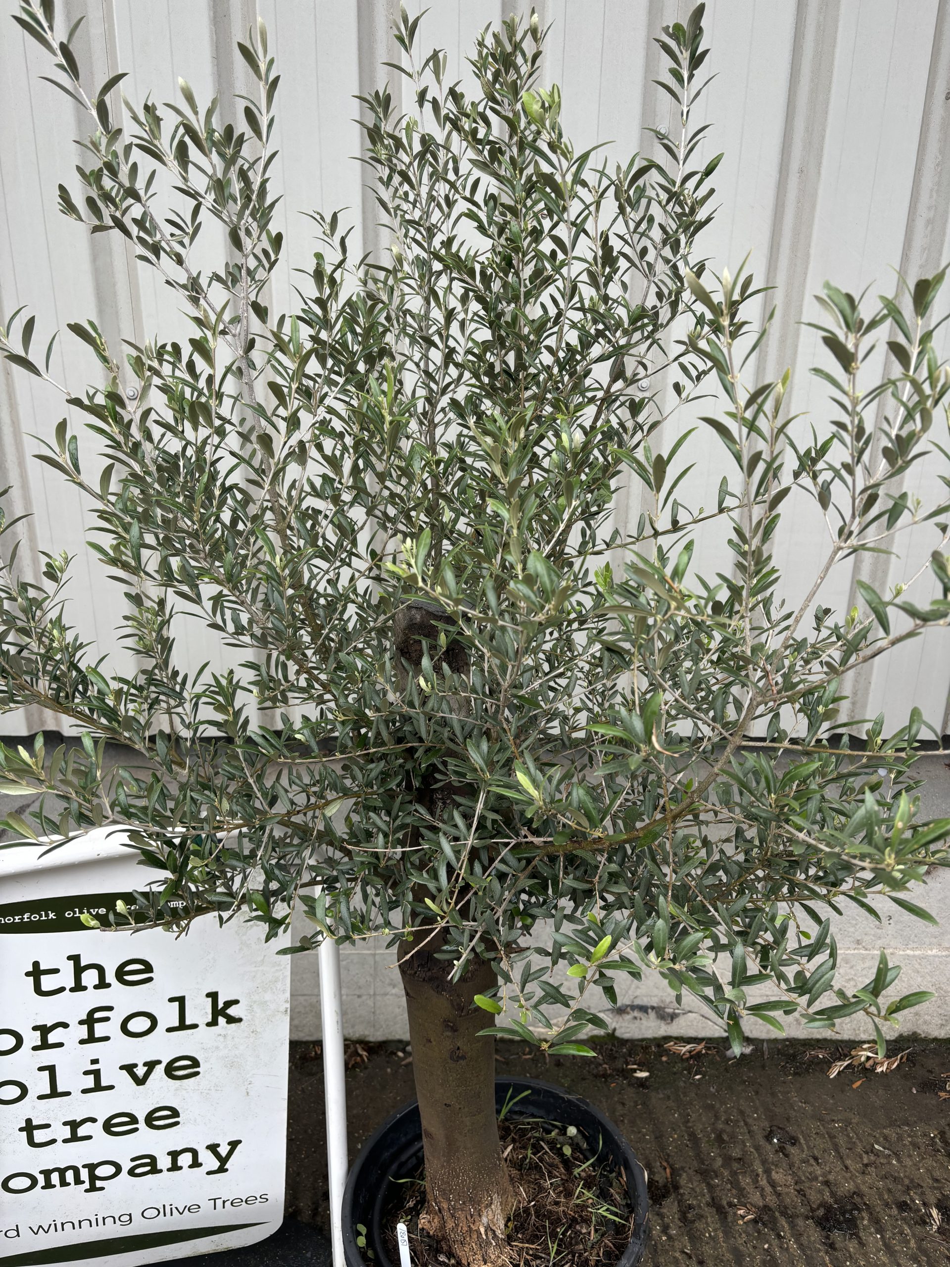 Olive Tree for Sale – Clearance Special (Delivery Included) - The ...