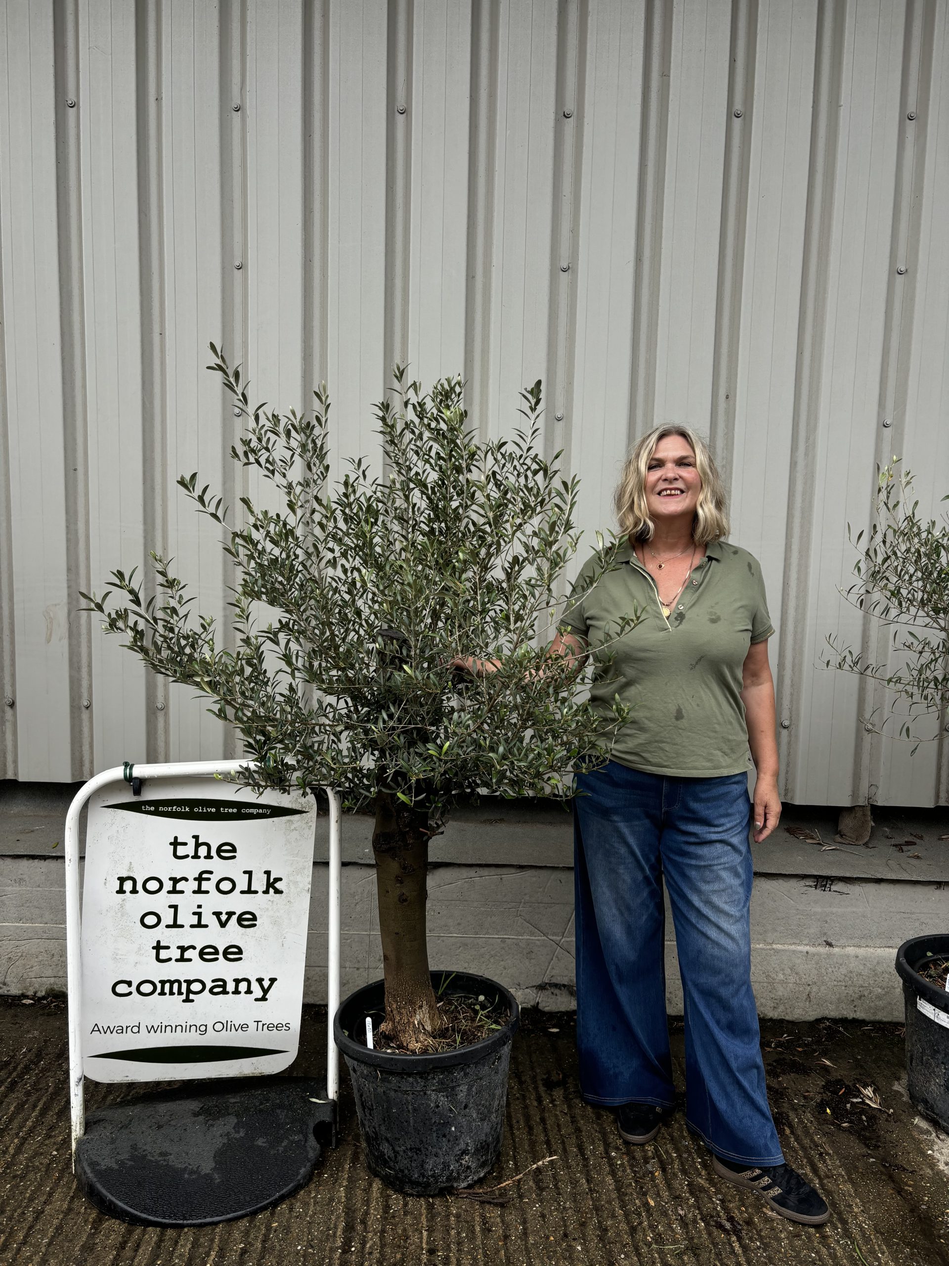 Olive Tree for Sale – Clearance Special (Delivery Included) - The ...