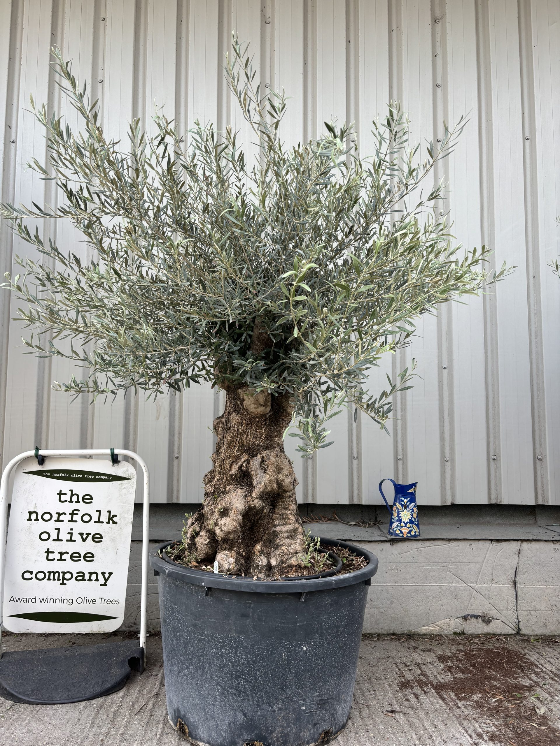 Charming gnarled Olive tree - The Norfolk Olive Tree Company