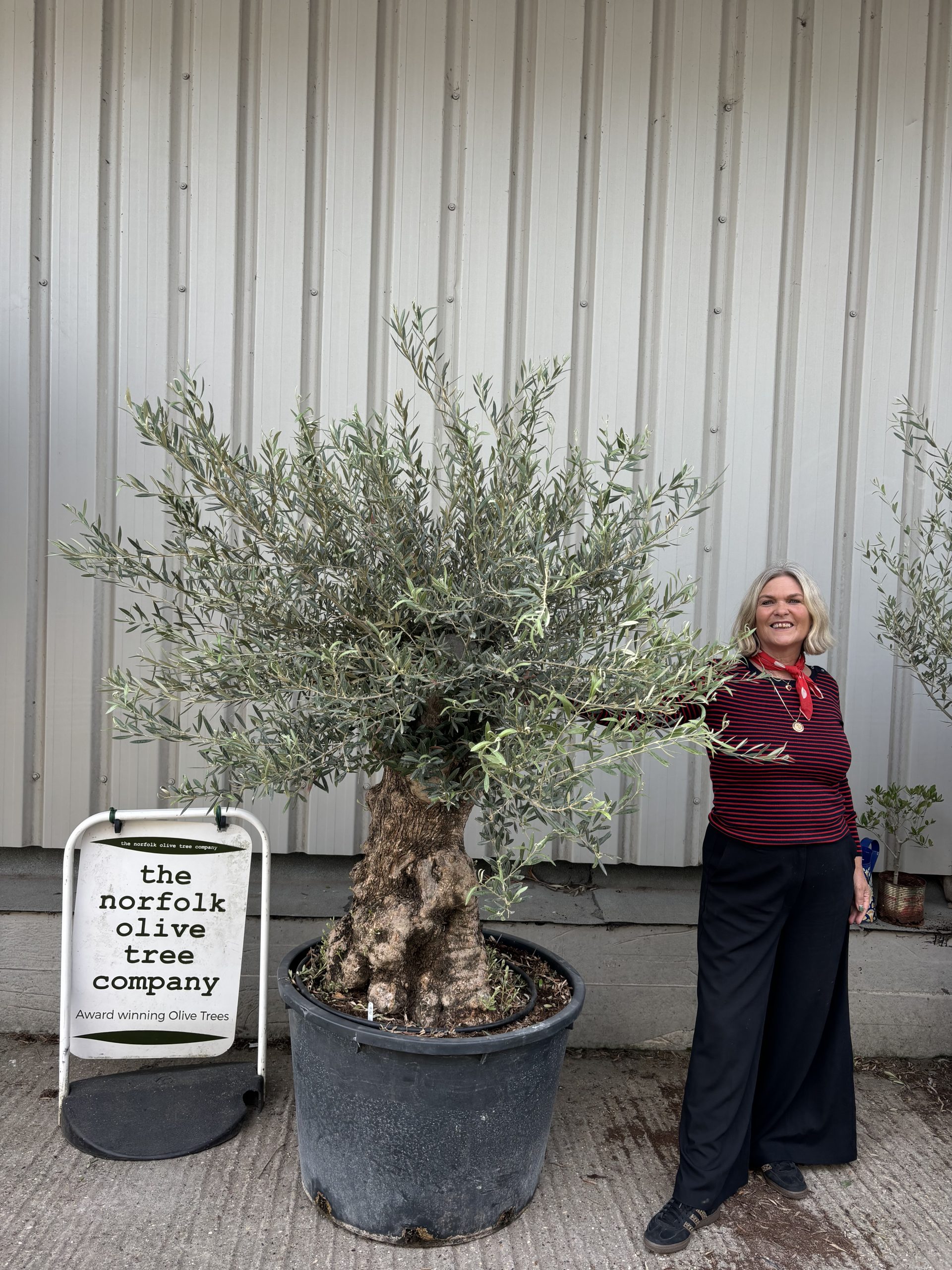 Charming gnarled Olive tree - The Norfolk Olive Tree Company