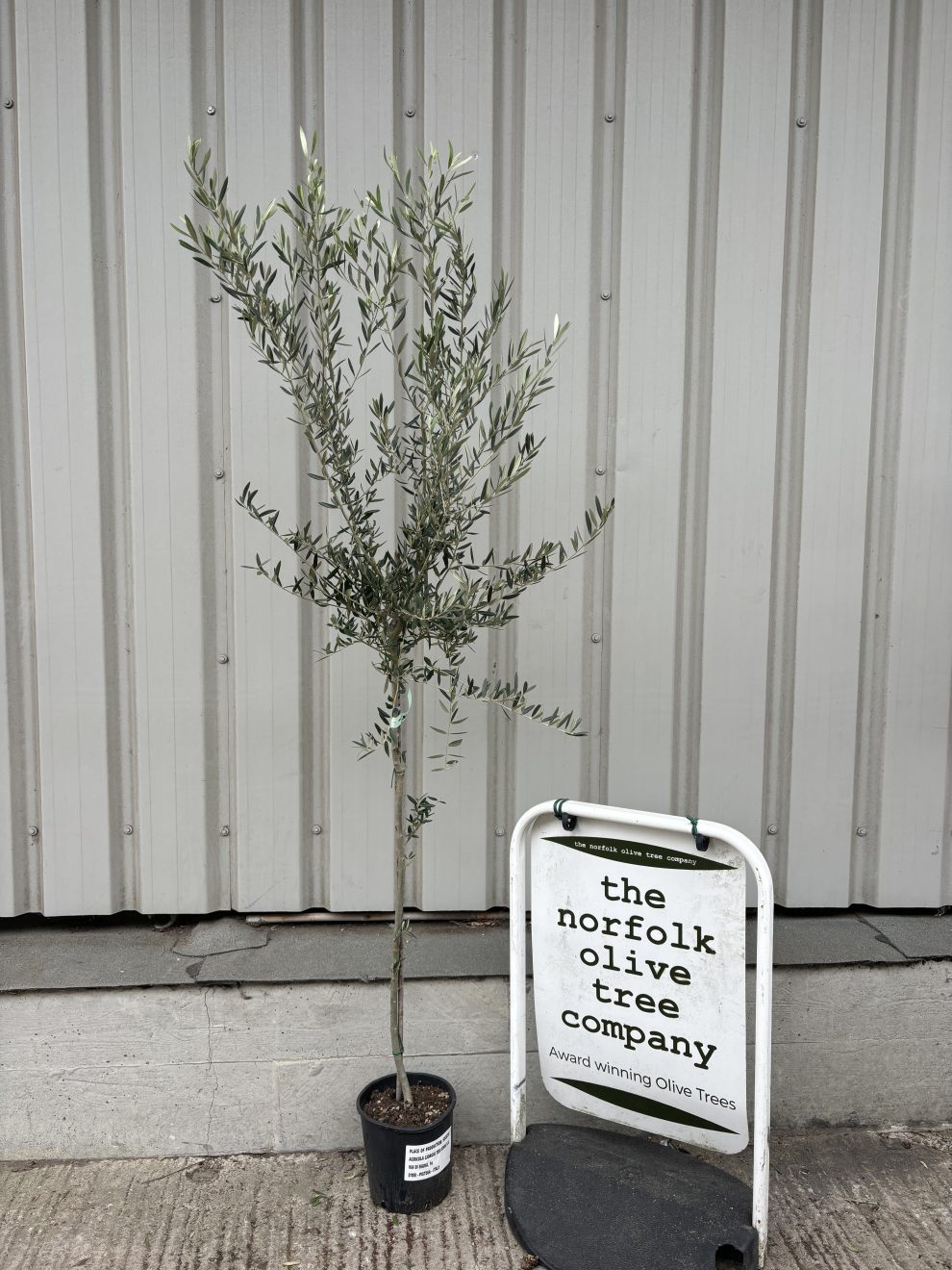 Maurino Olive tree for sale. Delivery included - The Norfolk Olive Tree ...