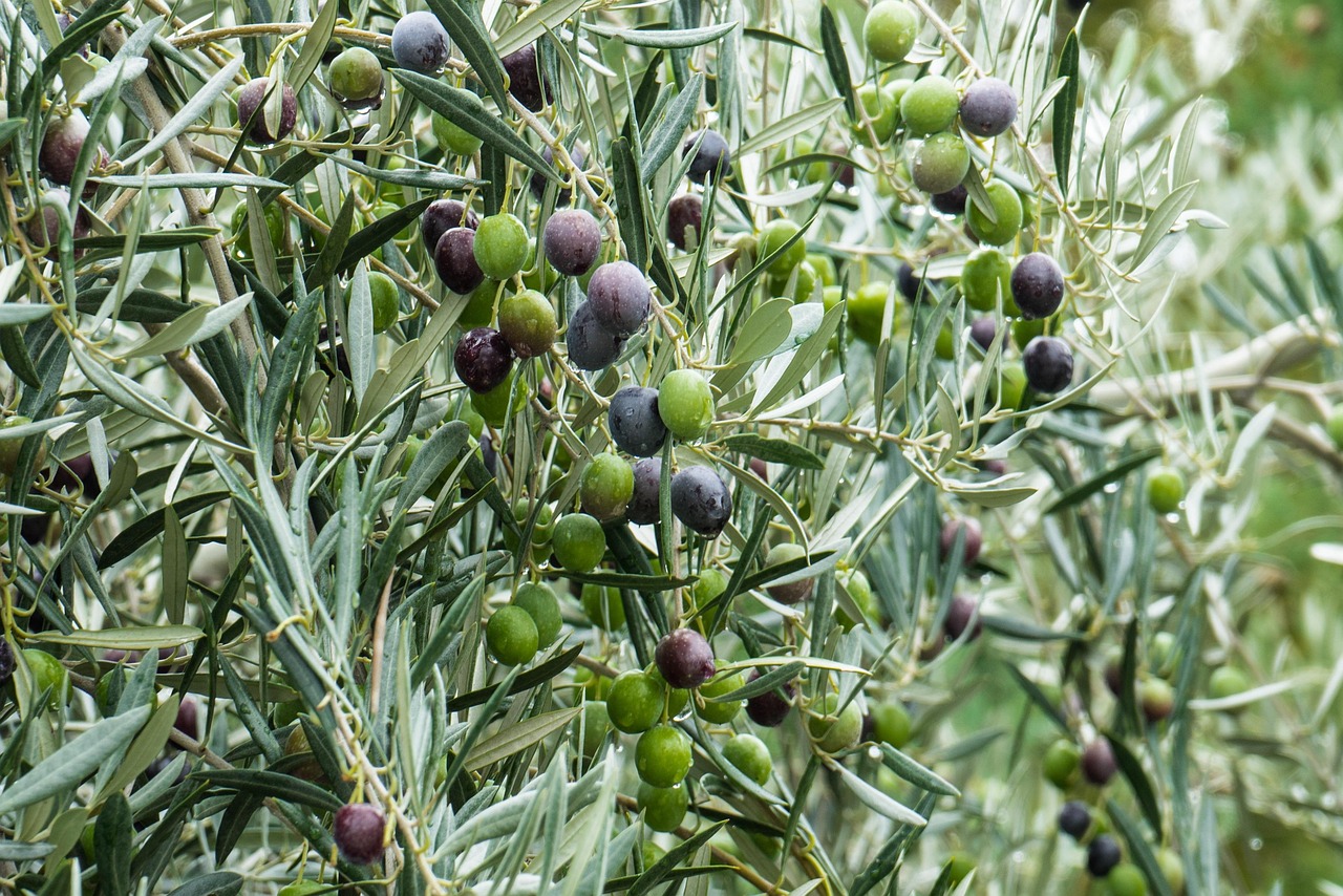 Best Olive Tree Varieties for Fruiting in the UK | Norfolk Olive Co ...