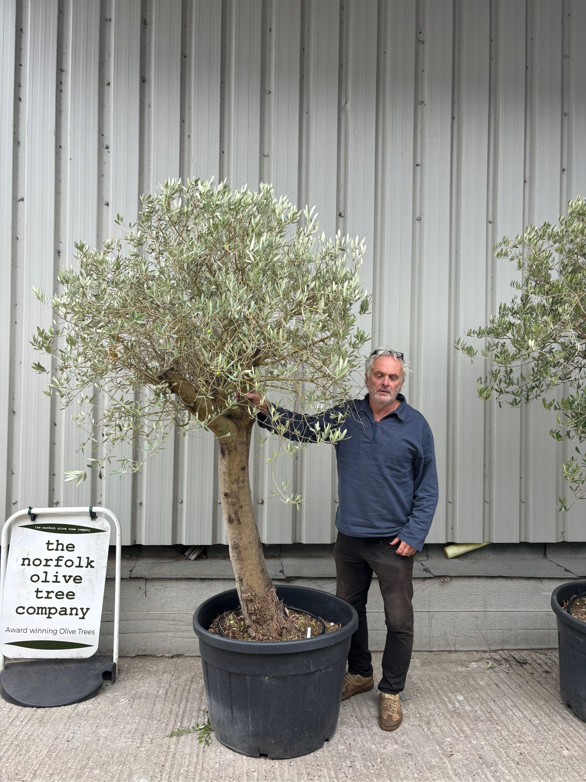End of Season Clearance – Spanish Olive Trees - The Norfolk Olive Tree ...