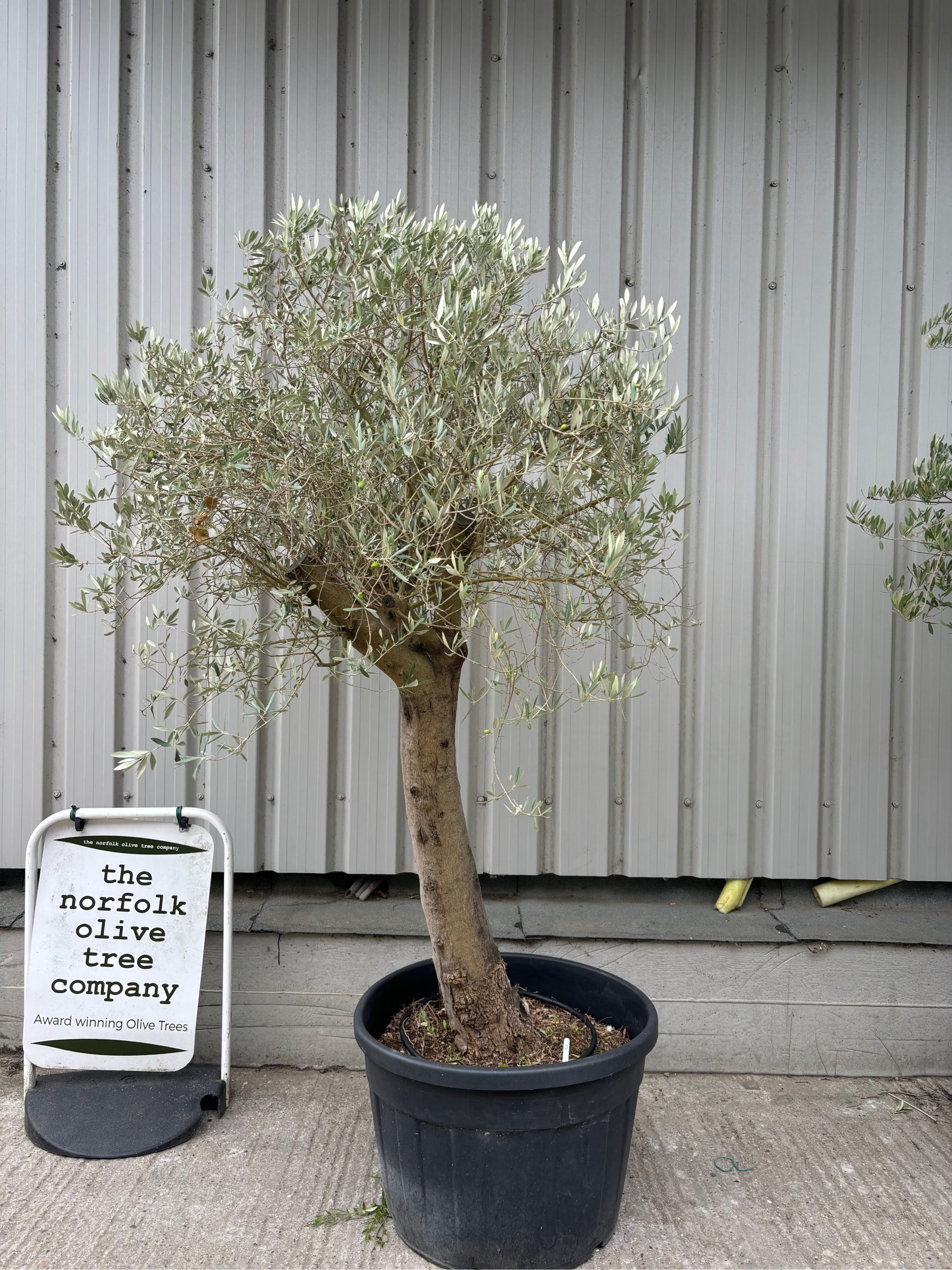End of Season Clearance – Spanish Olive Trees - The Norfolk Olive Tree ...