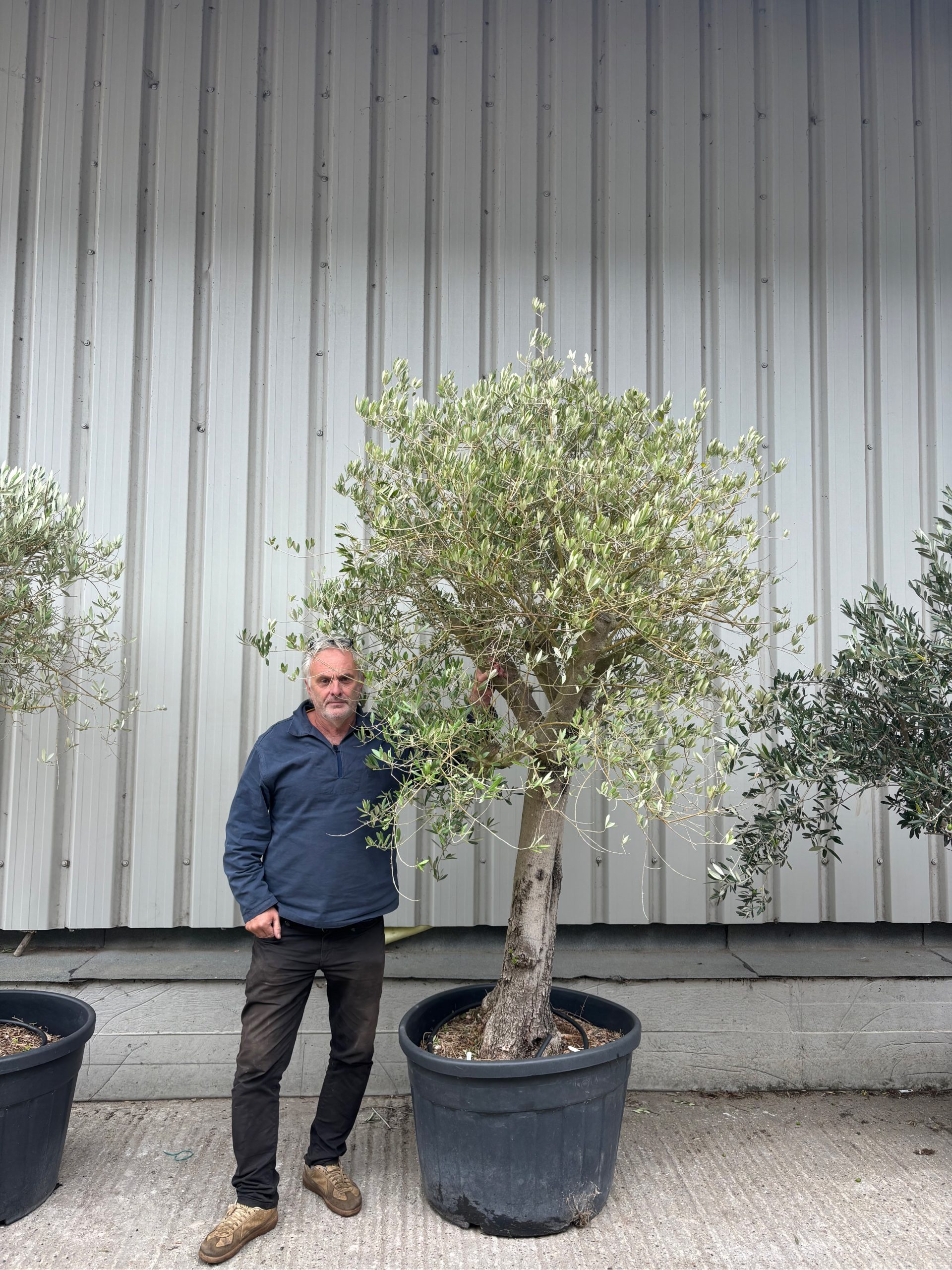 End of Season Clearance – Spanish Olive Trees - The Norfolk Olive Tree ...