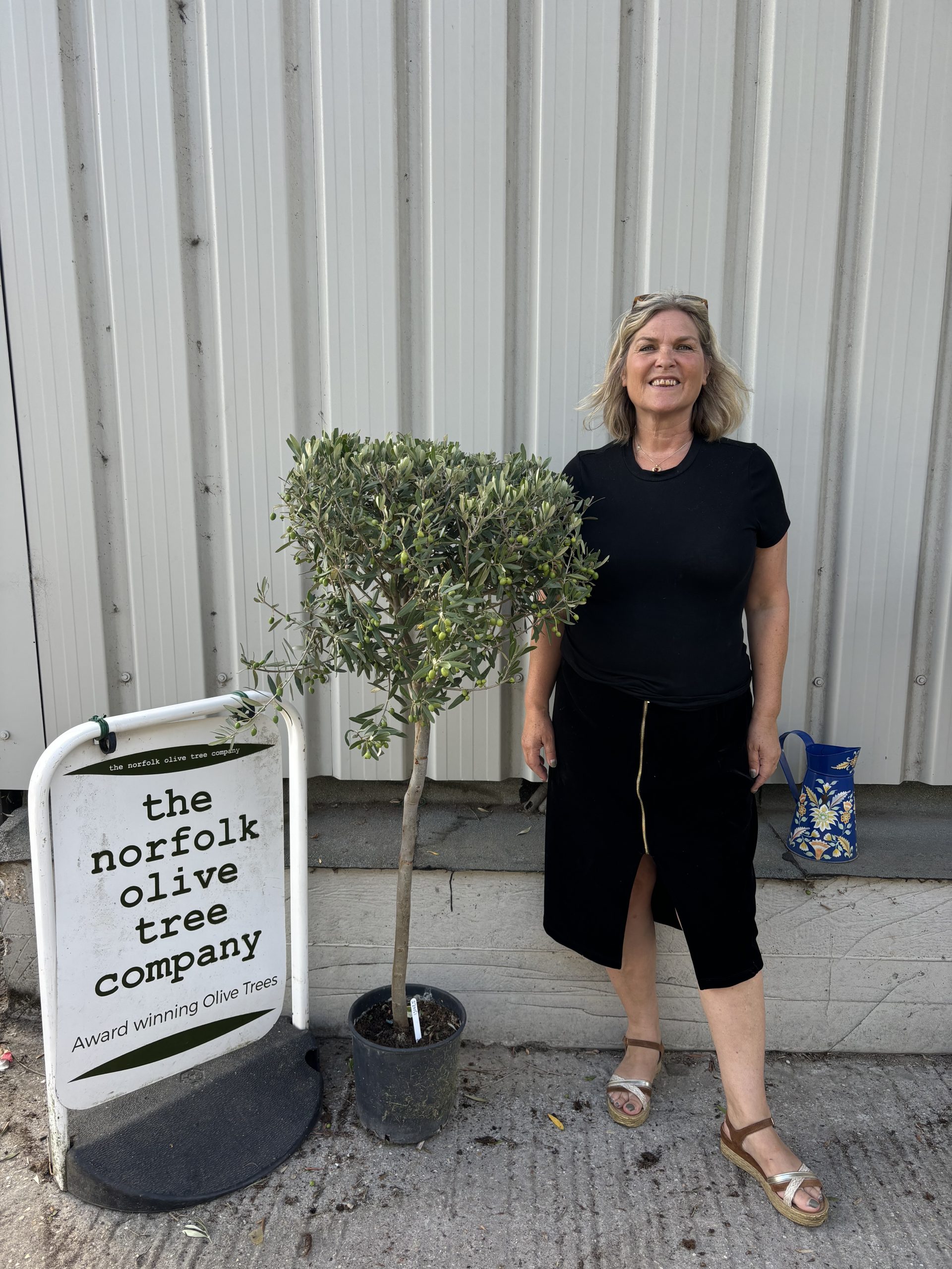 Young Picual Olive Tree – fruiting olive - delivery included - The ...