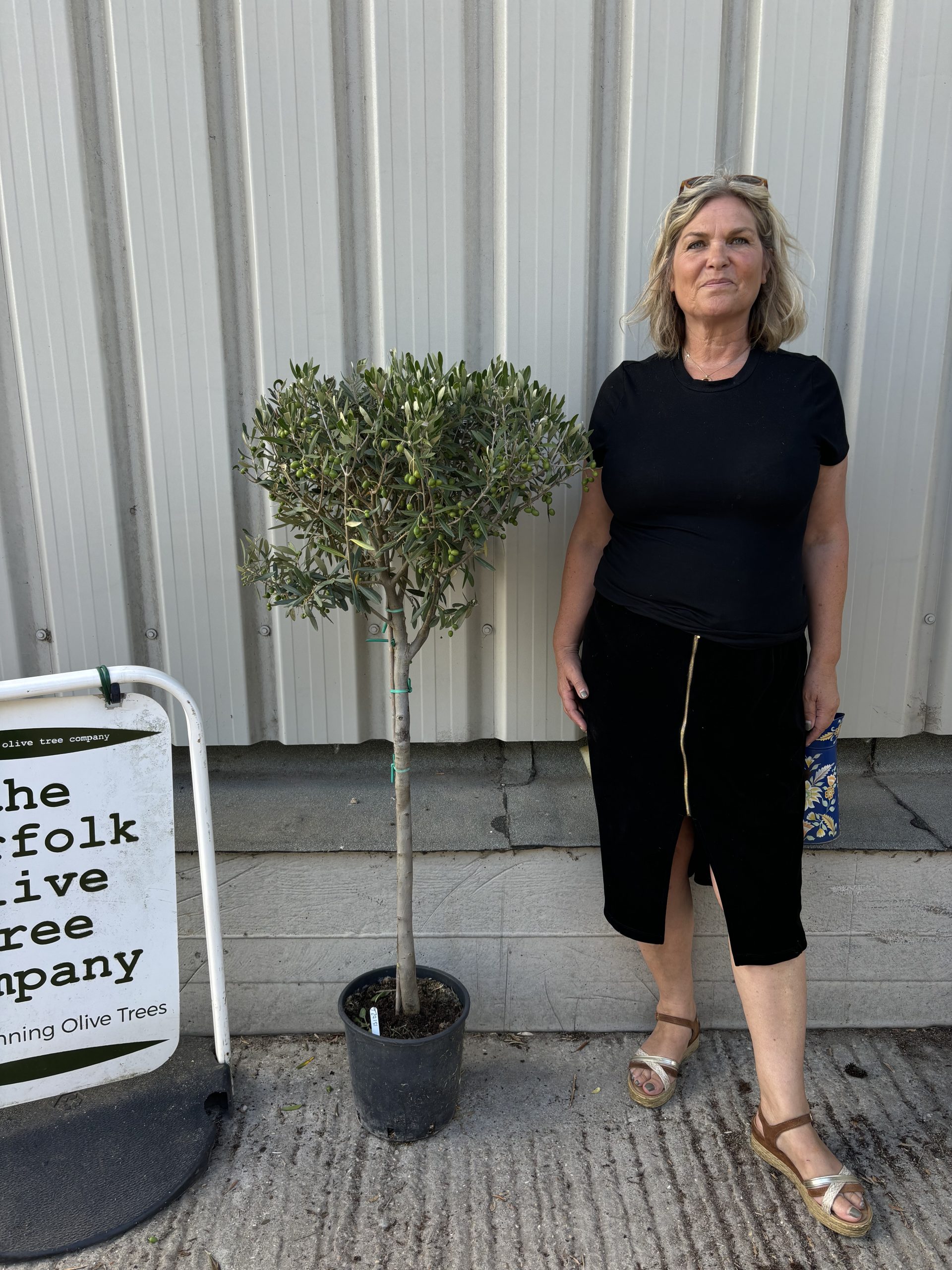 Picual Olive Trees for Sale:The Power of Picual Olives: - The Norfolk ...