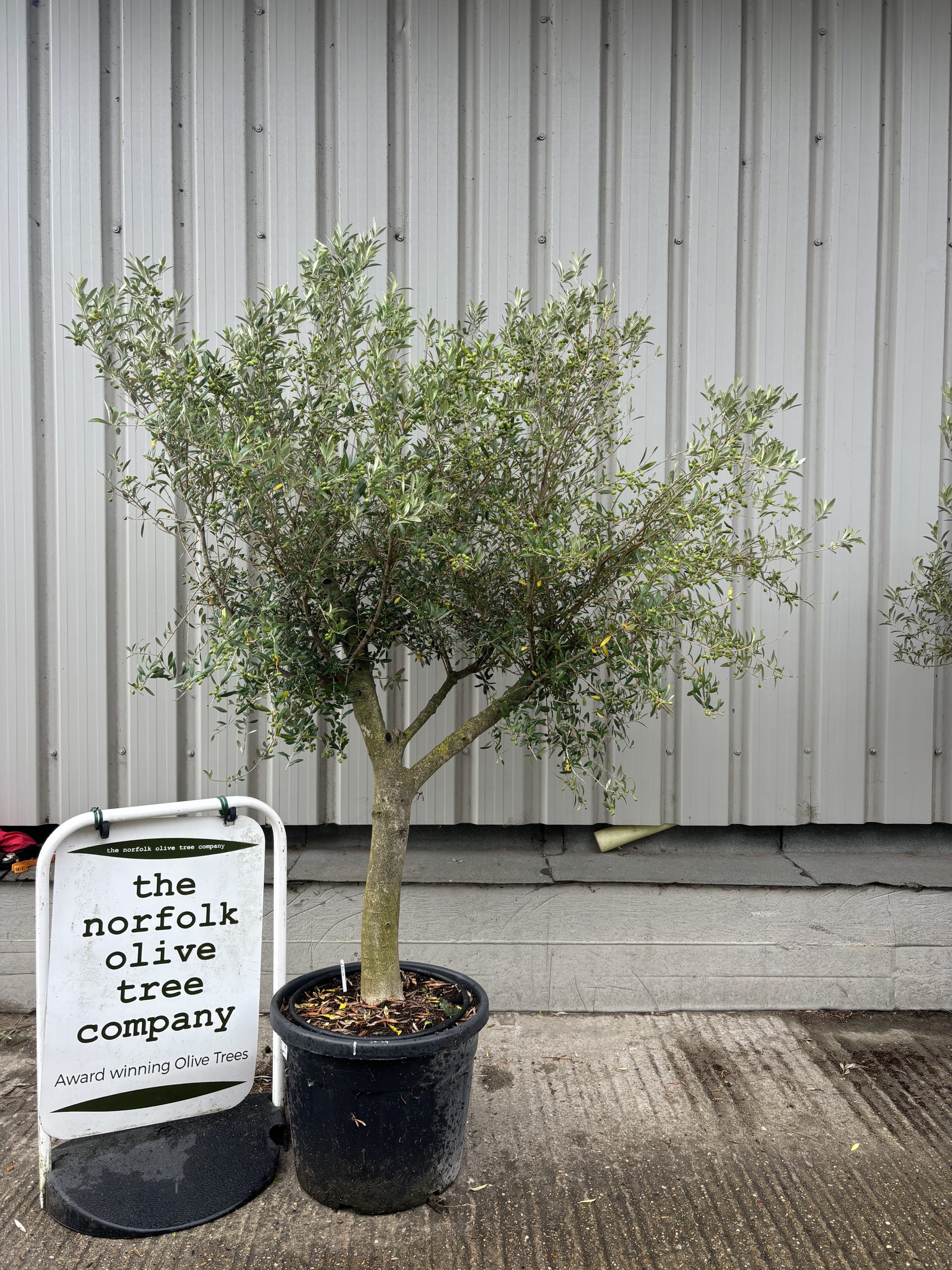 Mature Olive tree delivery included - The Norfolk Olive Tree Company