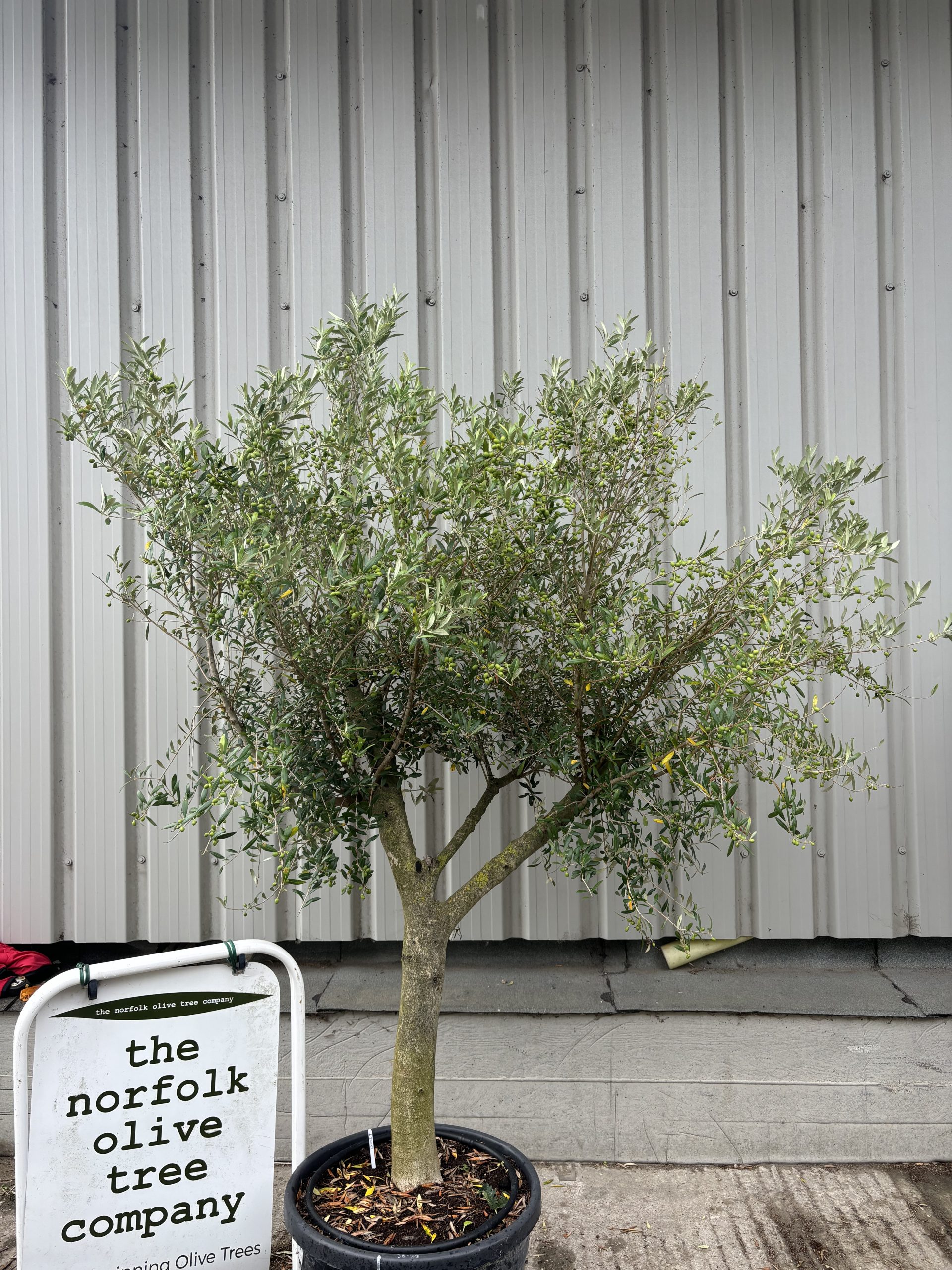 Mature Olive tree delivery included - The Norfolk Olive Tree Company