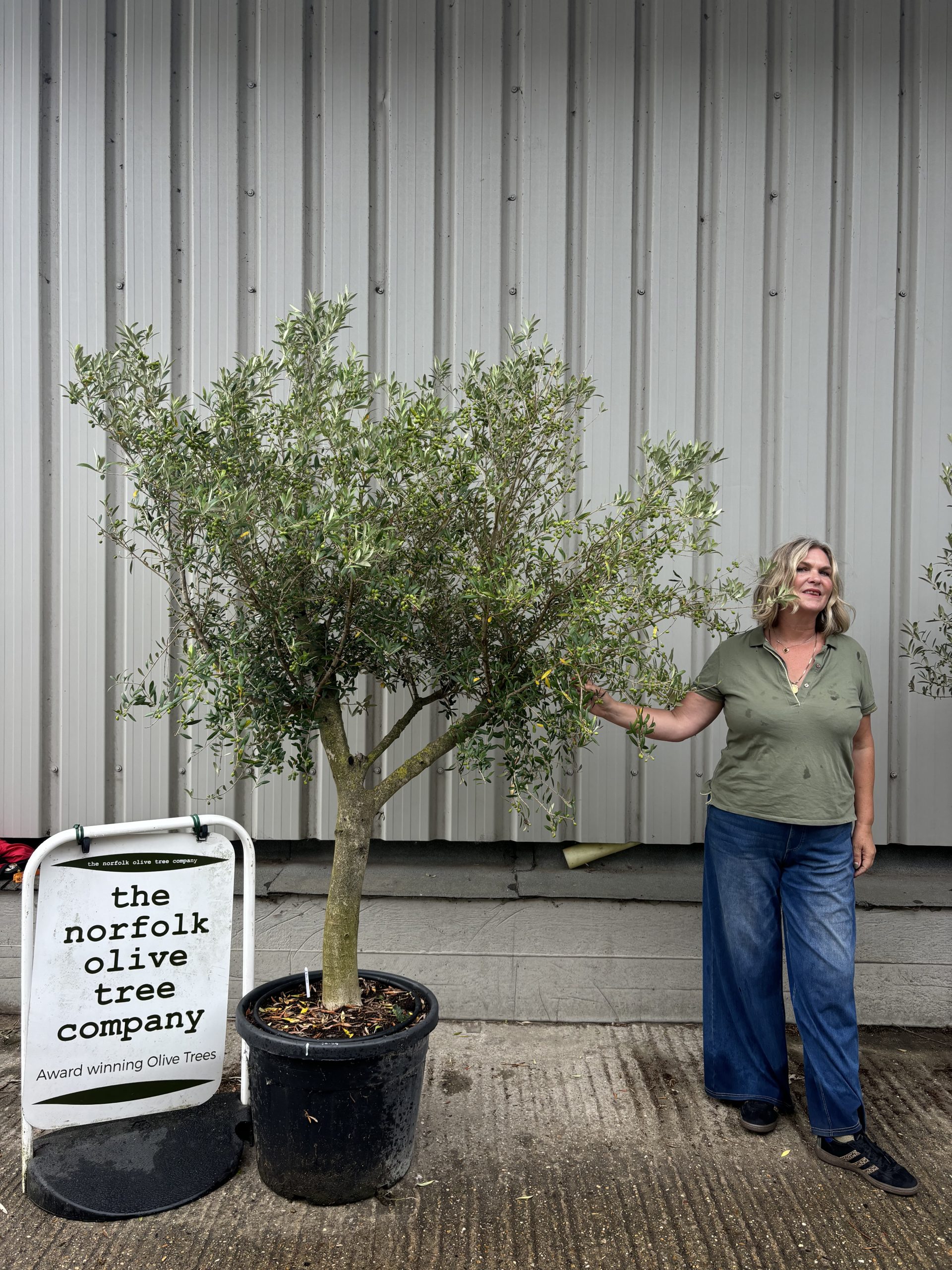 Mature Olive tree delivery included - The Norfolk Olive Tree Company