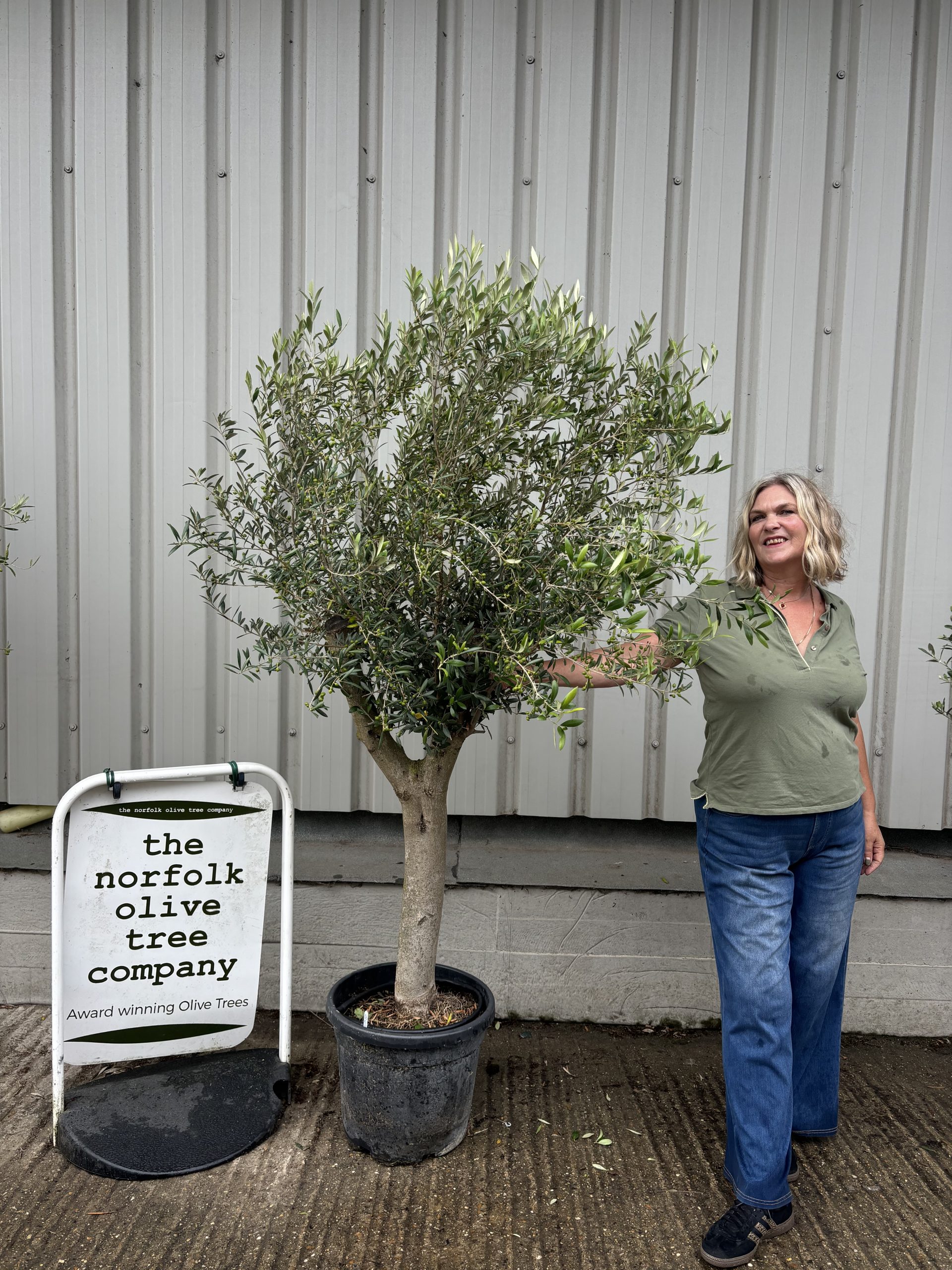 Vase shaped Olive tree delivery included - The Norfolk Olive Tree Company