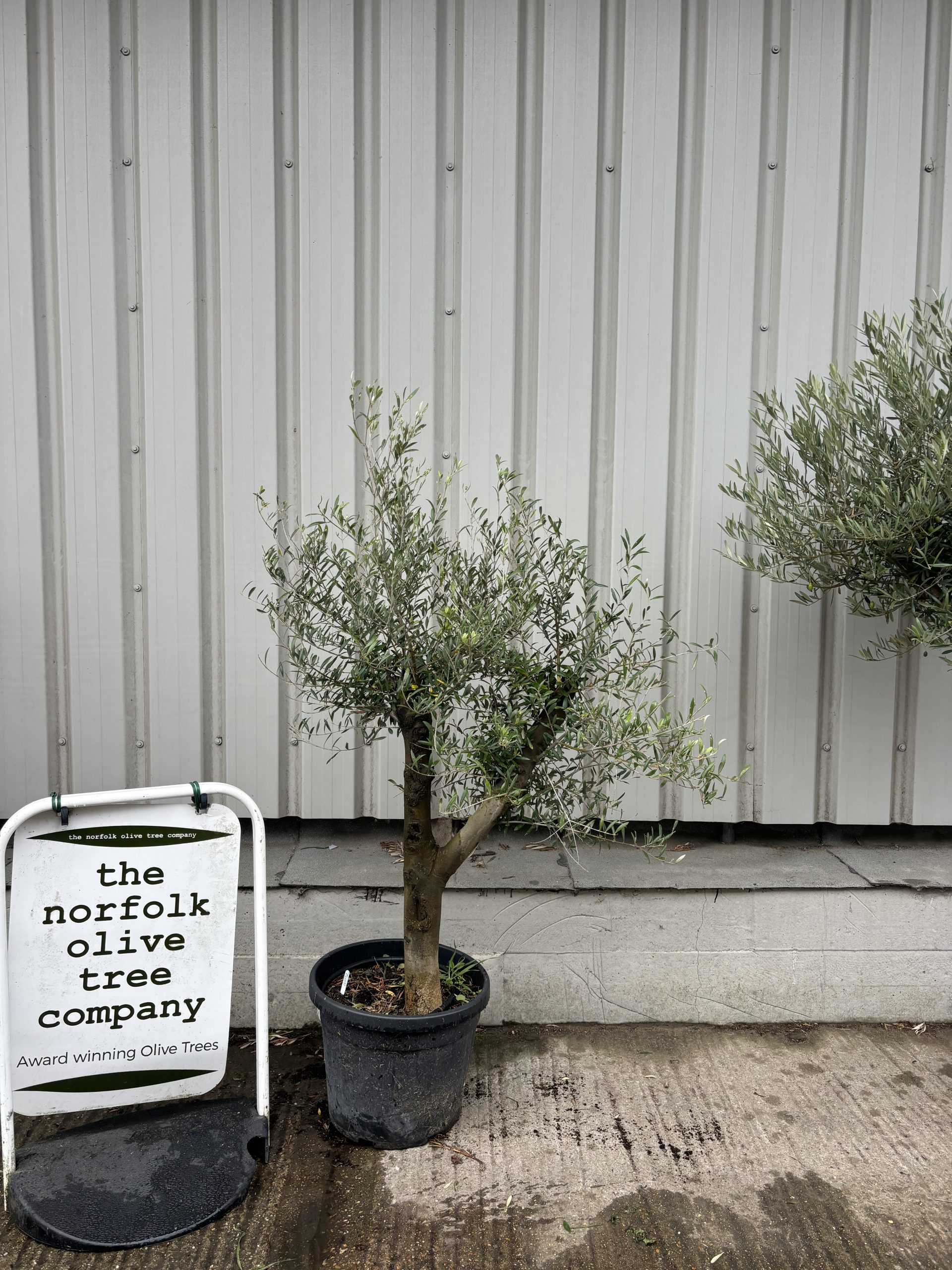 Olive Tree for Sale – Clearance Special (Delivery Included) - The ...