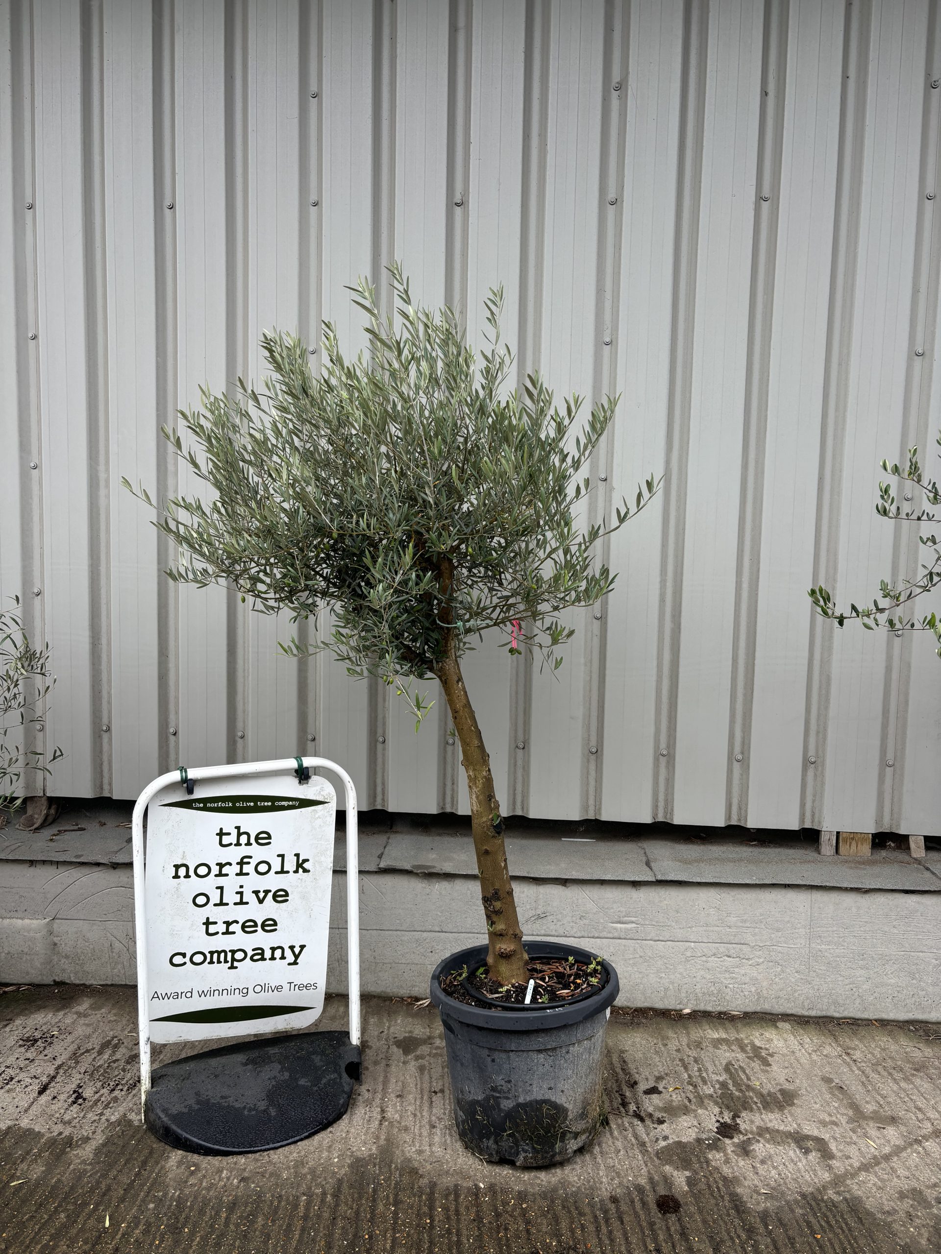 Olive Tree for Sale – Clearance Special (Delivery Included) - The ...