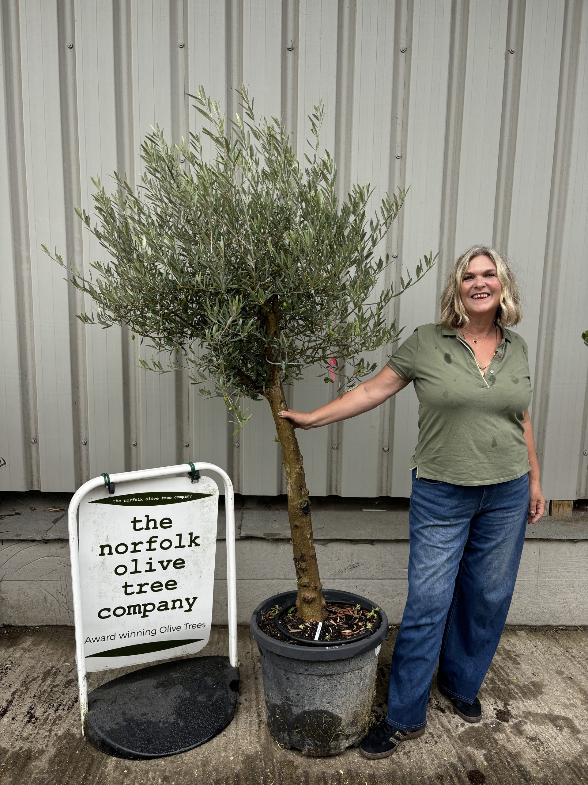 Olive Tree for Sale – Clearance Special (Delivery Included) - The ...
