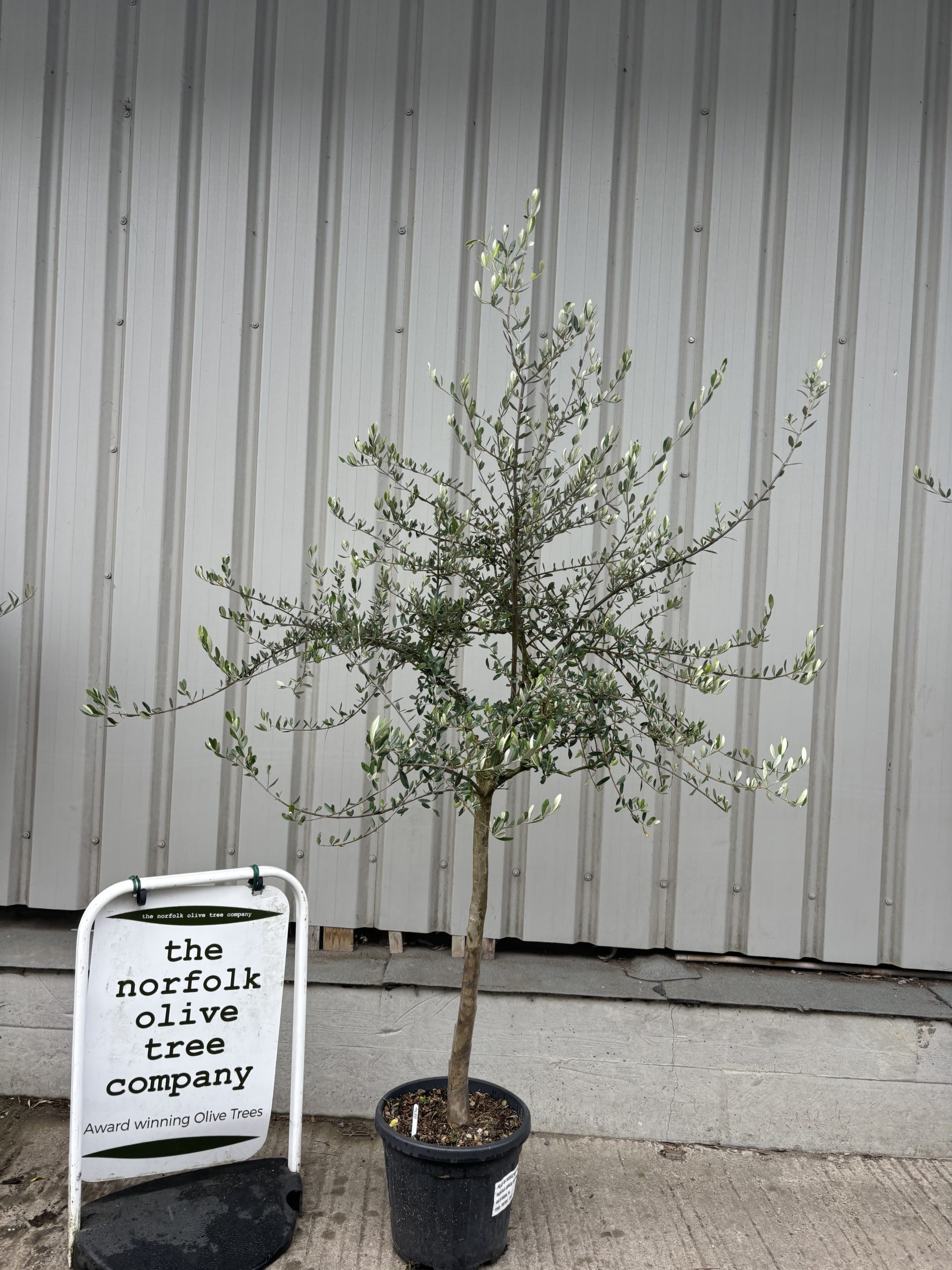 Fruitless Olive Tree (Leccino variety) delivery included - The Norfolk ...