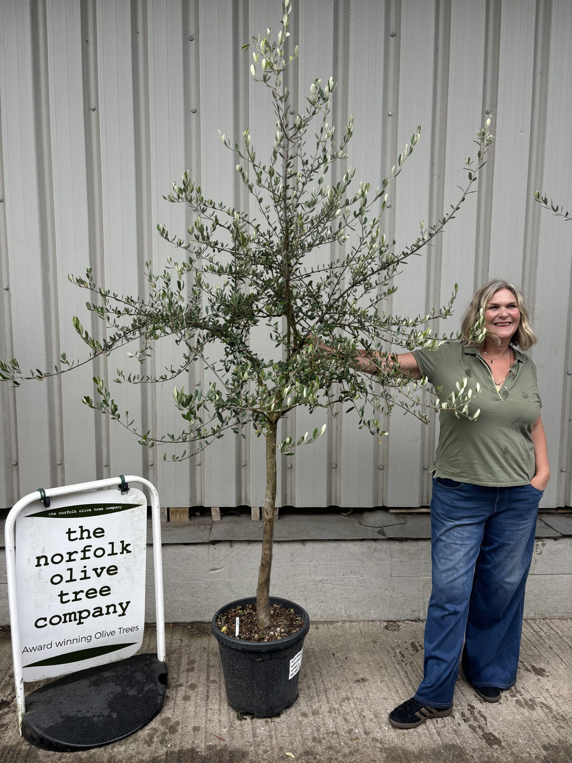Fruitless Olive Tree (Leccino variety) delivery included - The Norfolk ...