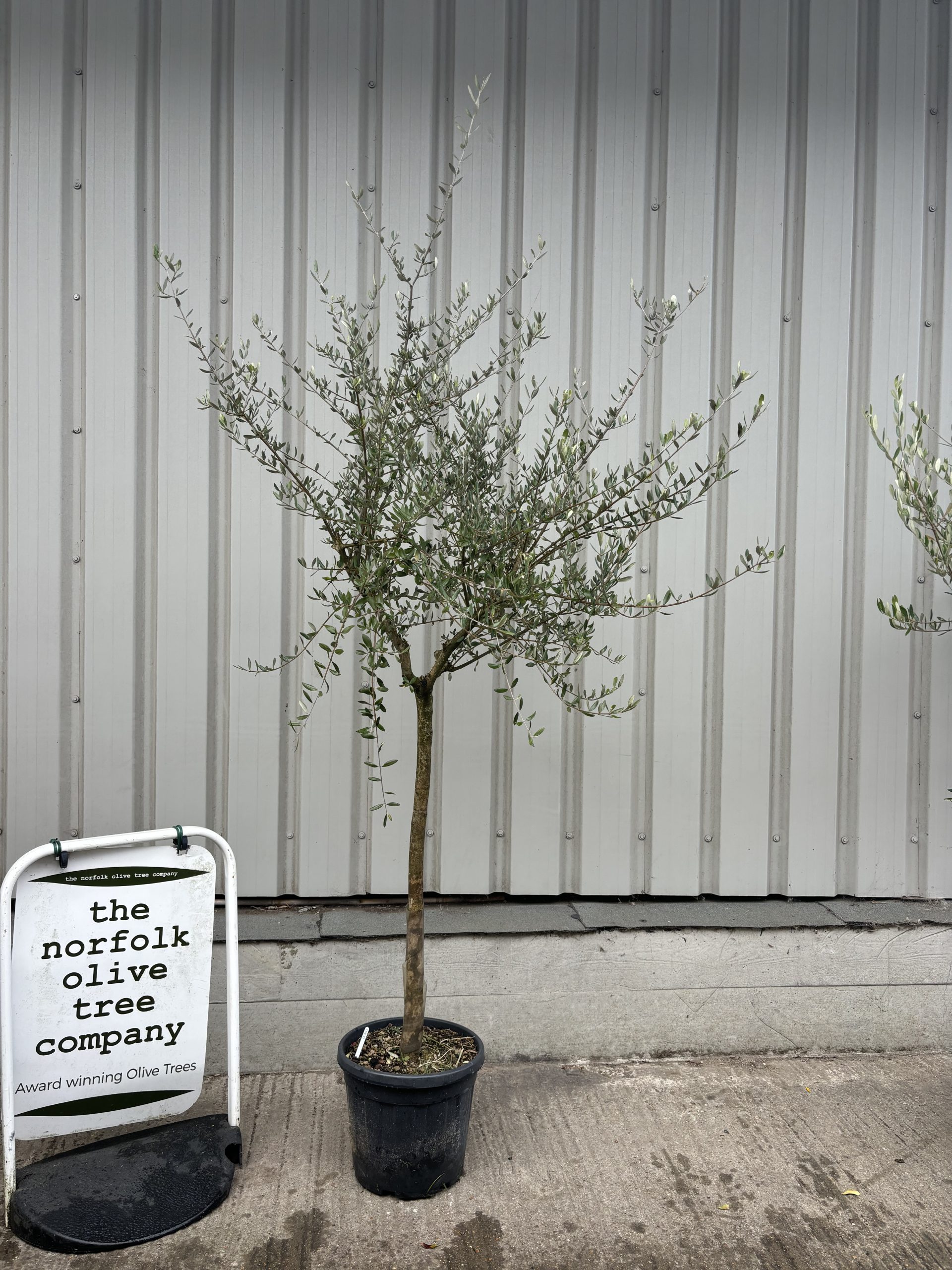 Fruitless Olive Tree (Leccino variety) delivery included - The Norfolk ...