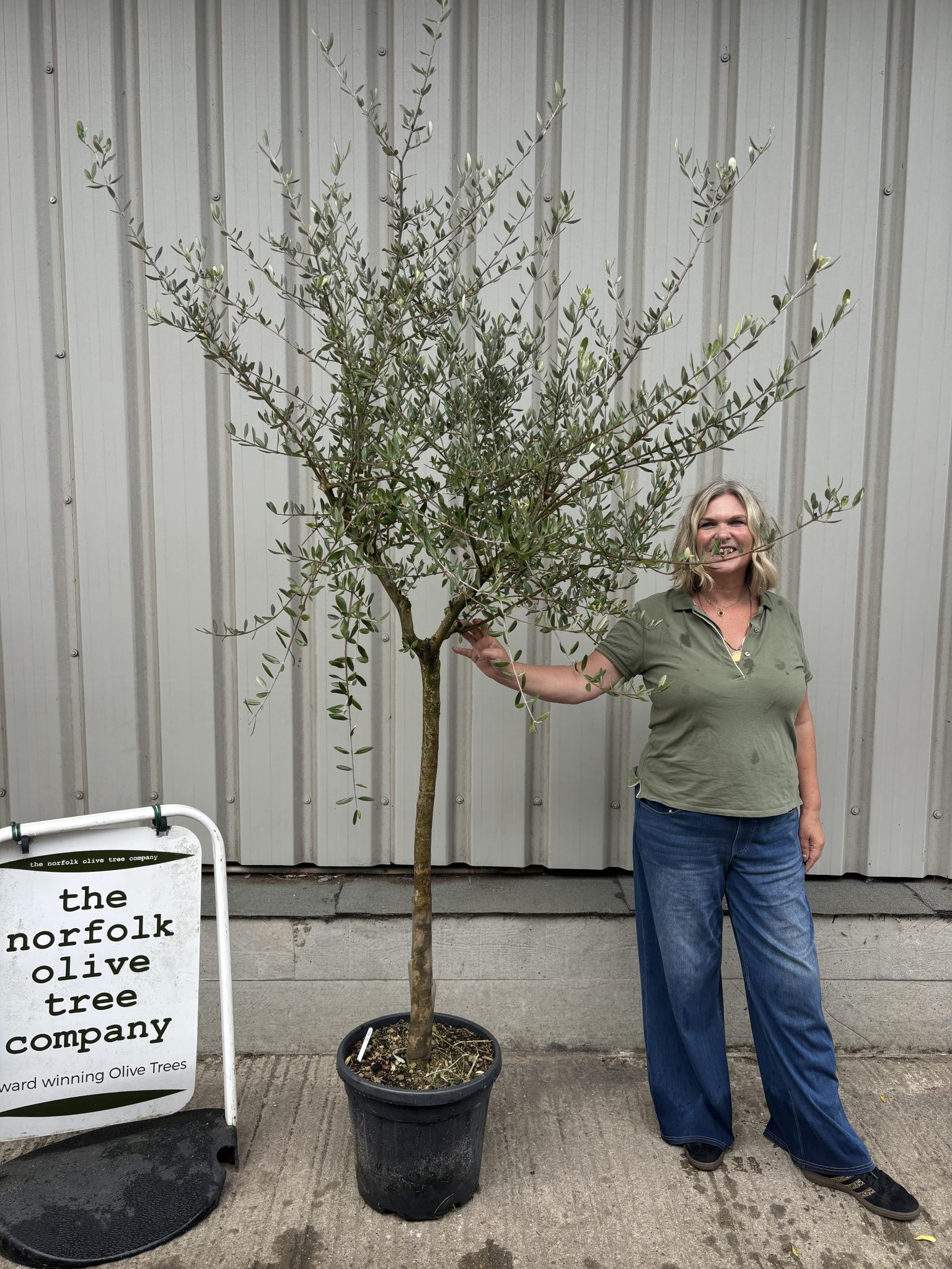 Blog: Top 5 Olive Trees for UK Gardens (And How to Choose the Right One ...