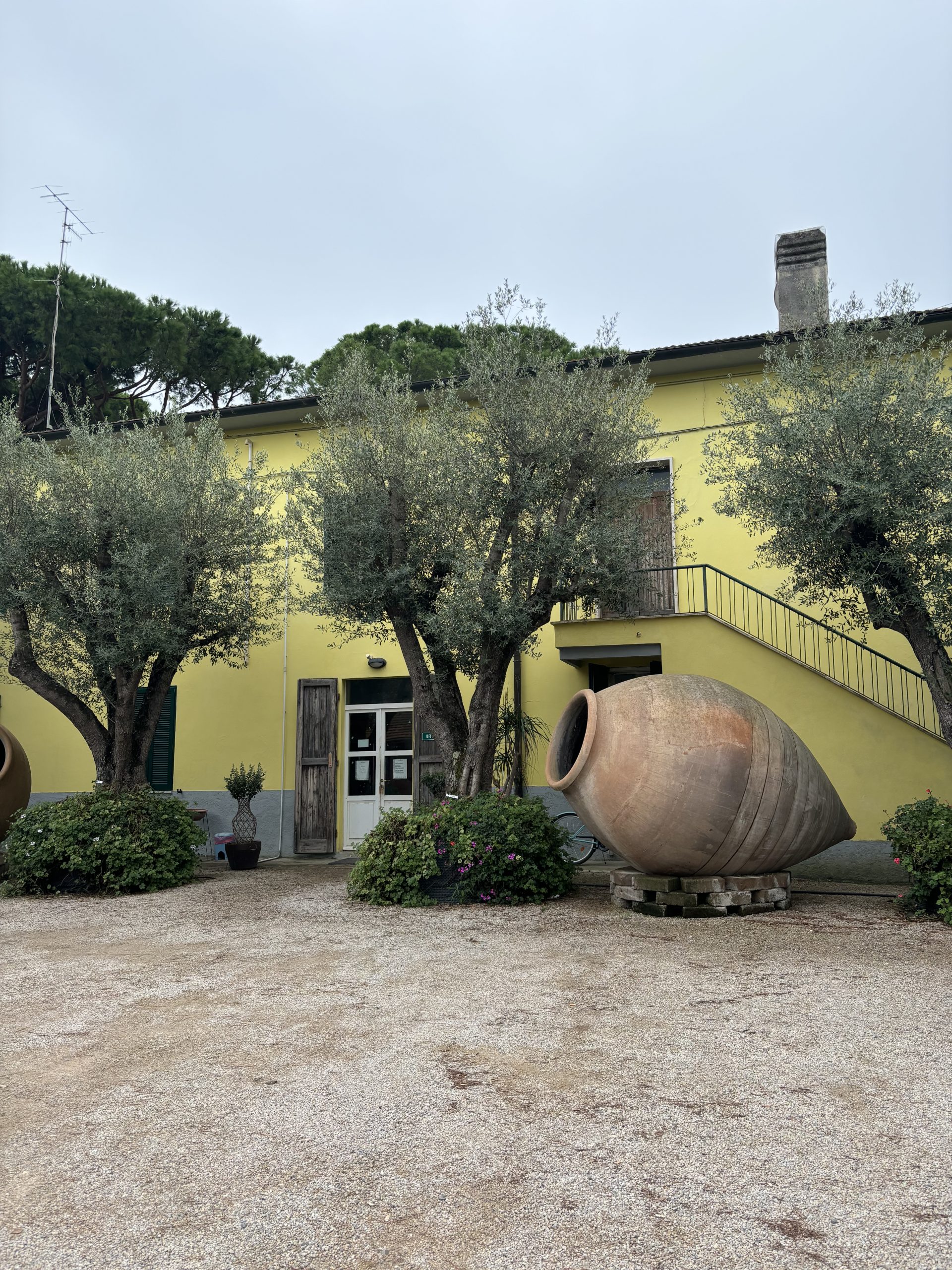 Why Autumn is the Perfect Time to Plant Your Tuscan Olive Grove Bundle ...